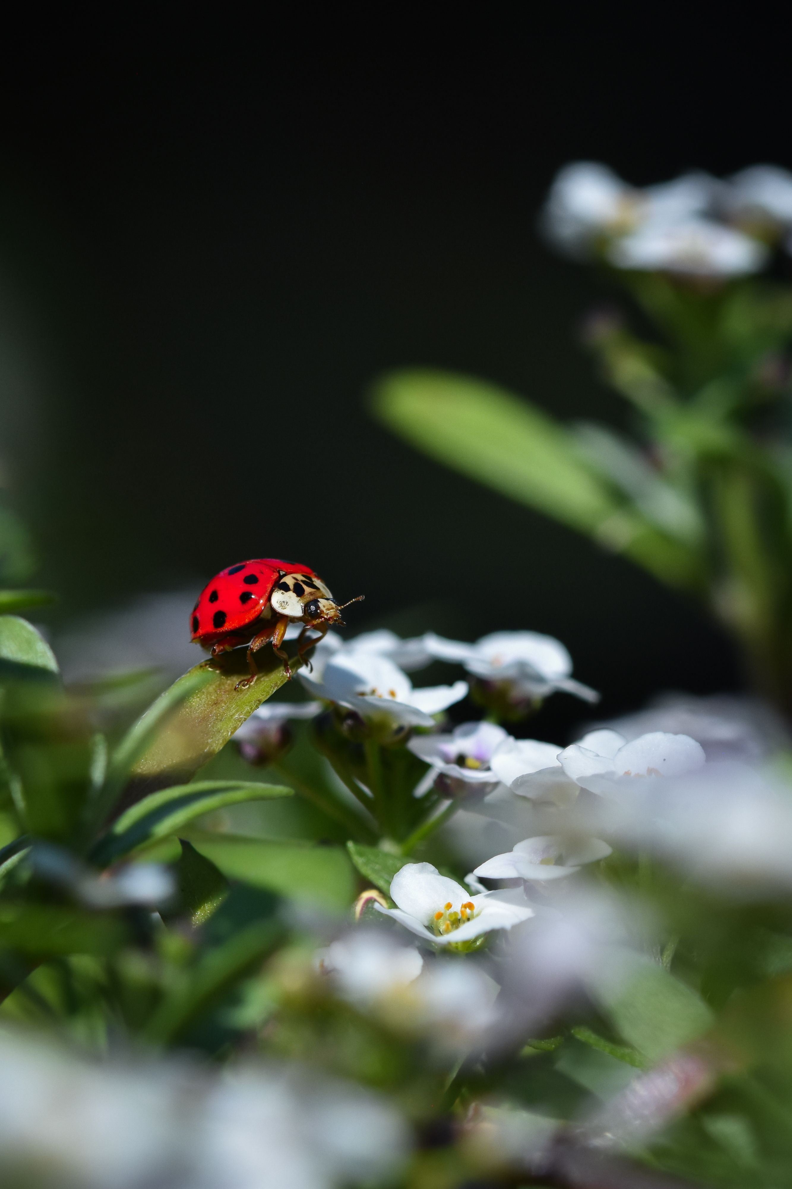 Close Up Ladybug Photos, Download The BEST Free Close Up Ladybug Stock ...