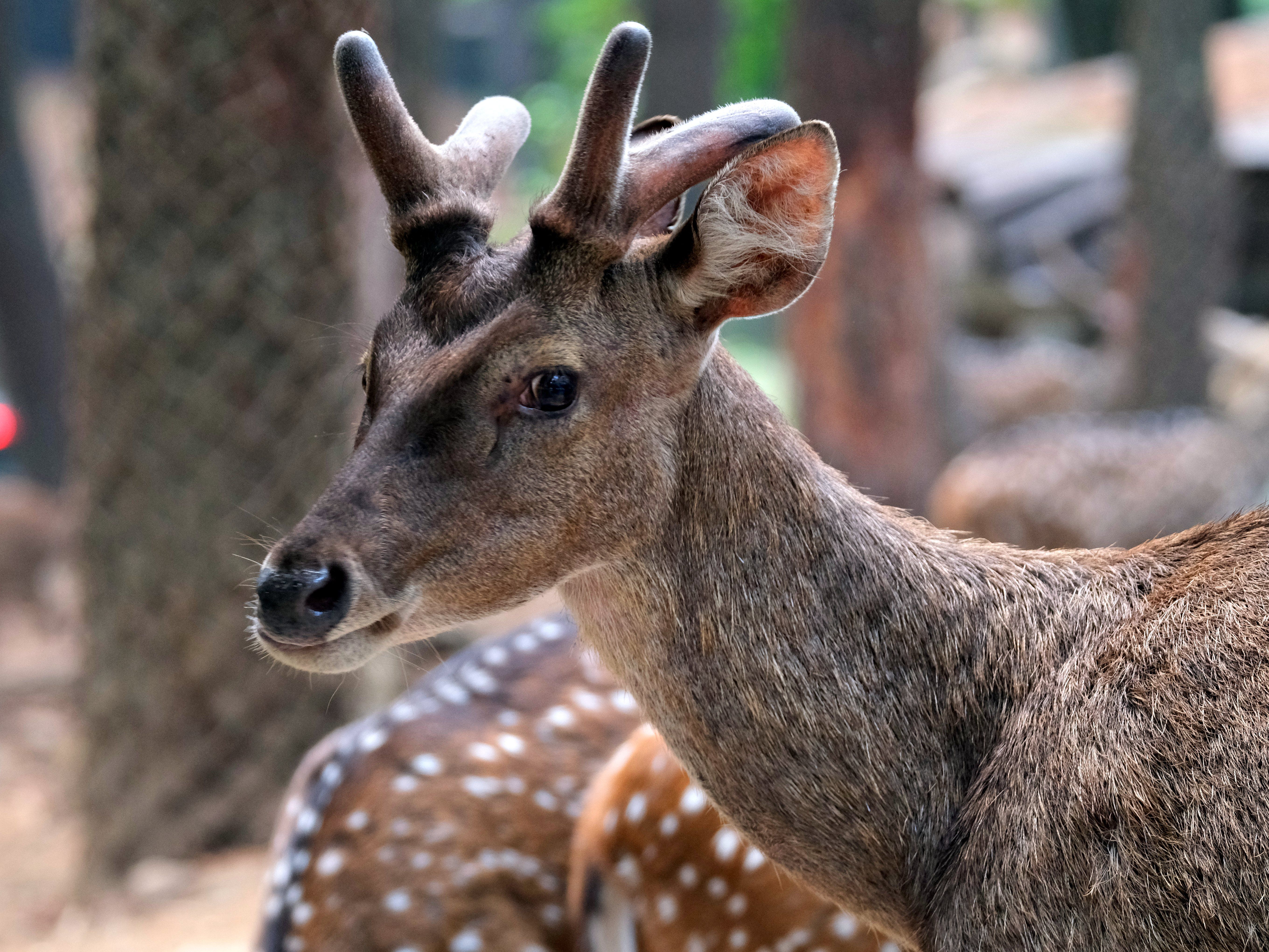 Animals Wild Photos, Download The BEST Free Animals Wild Stock Photos ...