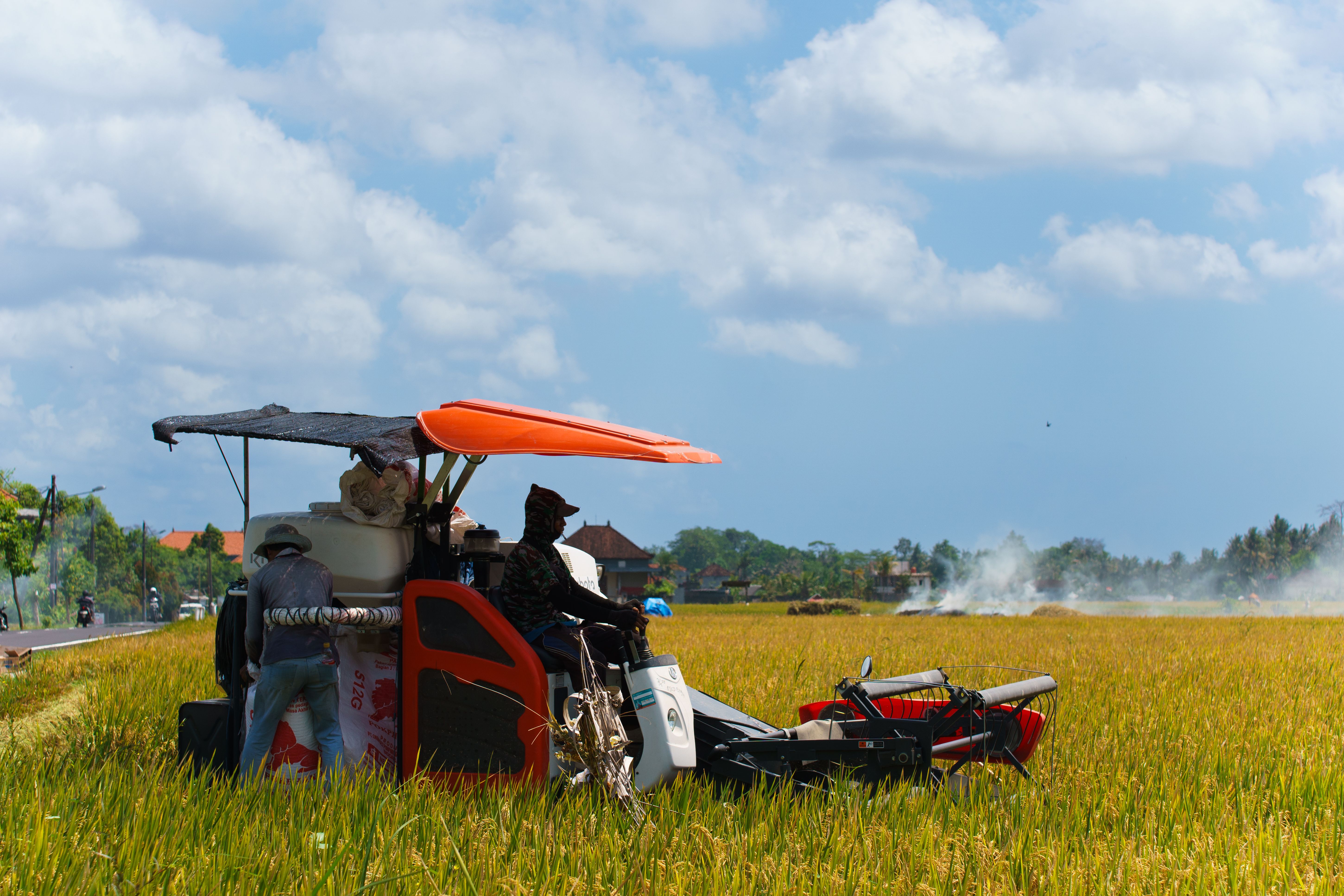 Petani Memanen Padi Di Ladang Emas Bali · Foto Stok Gratis