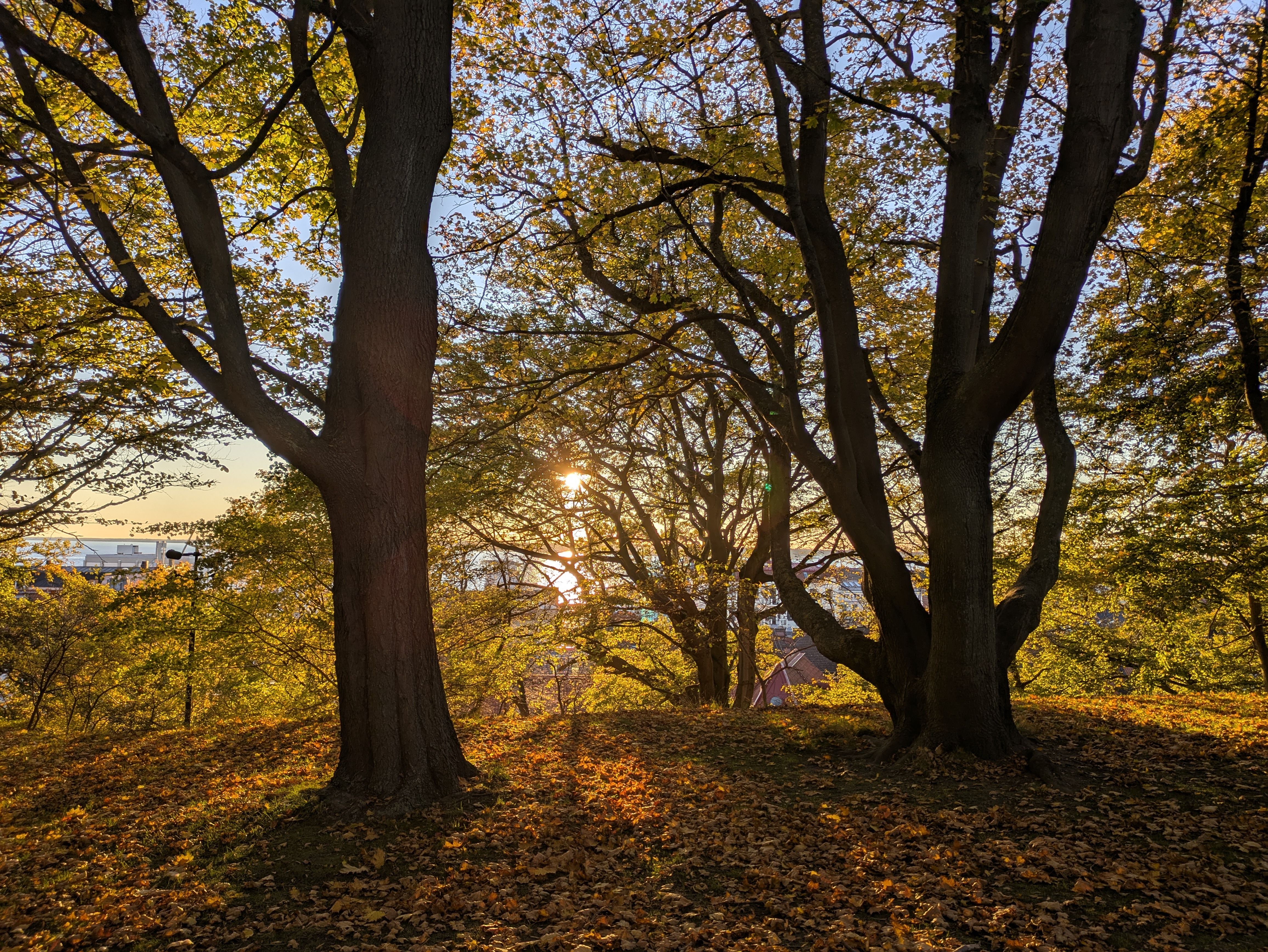 Golden Hour Sunlight Through Autumn Trees · Free Stock Photo