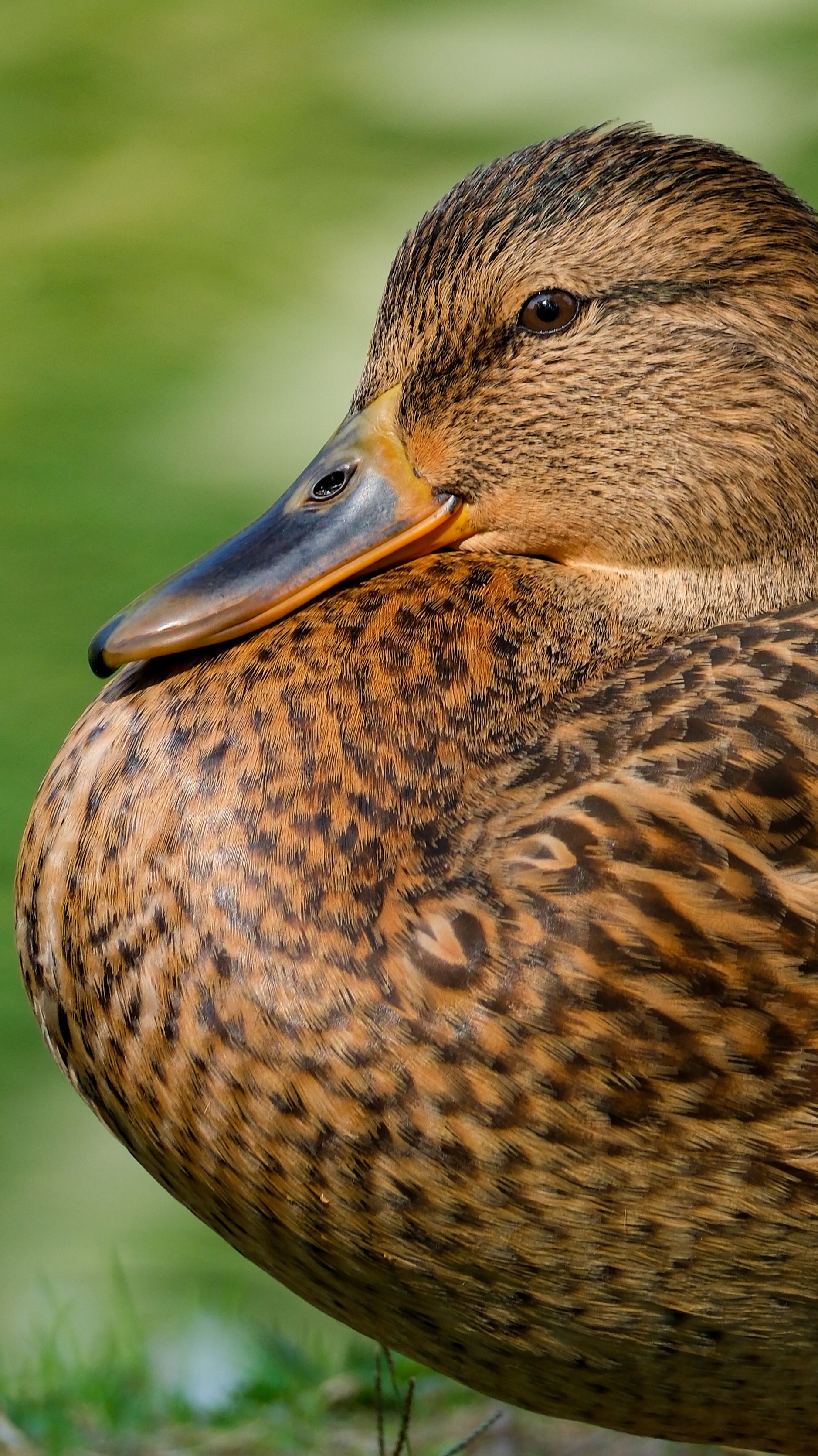 Drake Andrich Photos, Download The BEST Free Drake Andrich Stock Photos ...