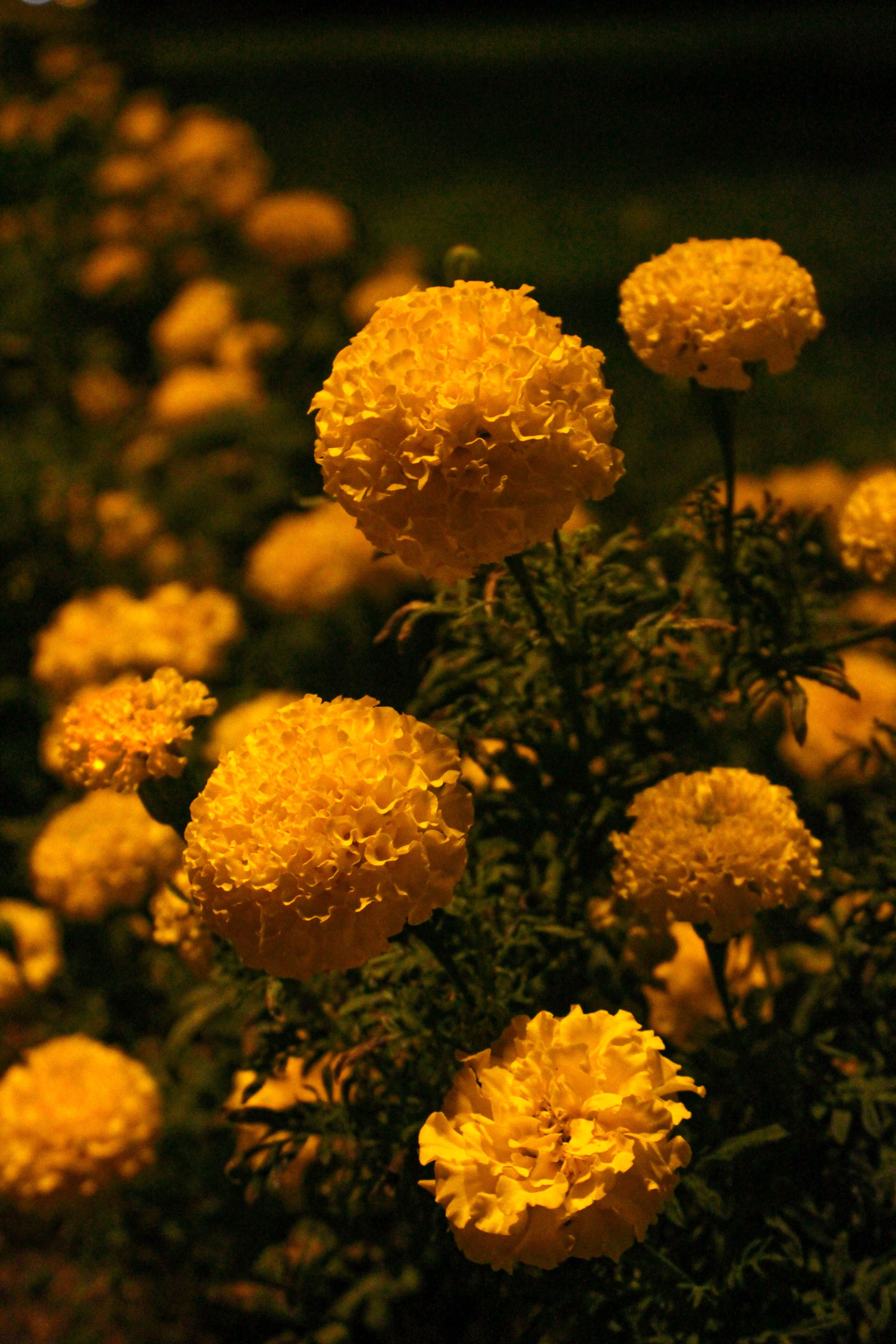 Golden Marigolds Glowing in Nighttime Light · Free Stock Photo