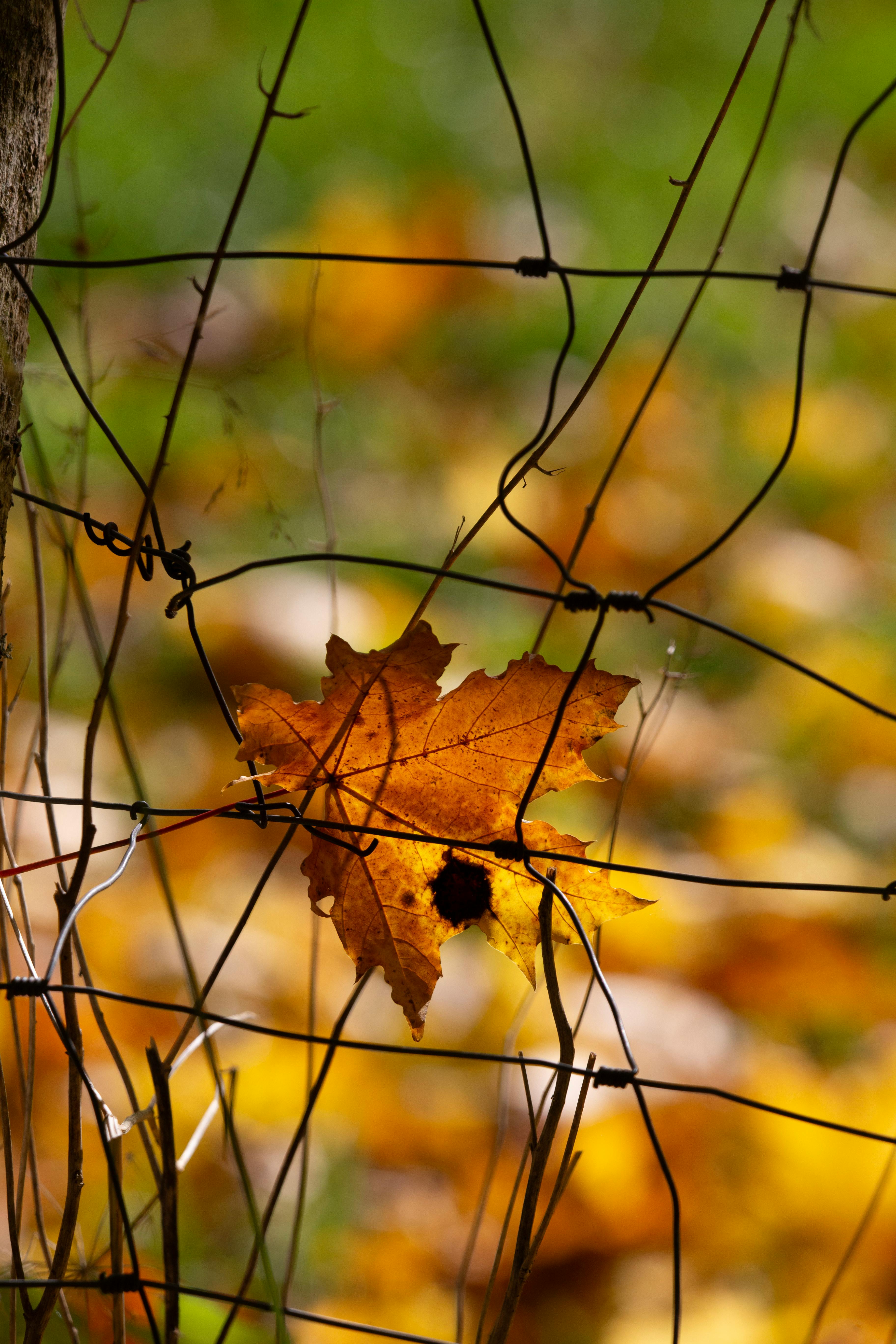 Tree Texture Photos, Download The BEST Free Tree Texture Stock Photos ...