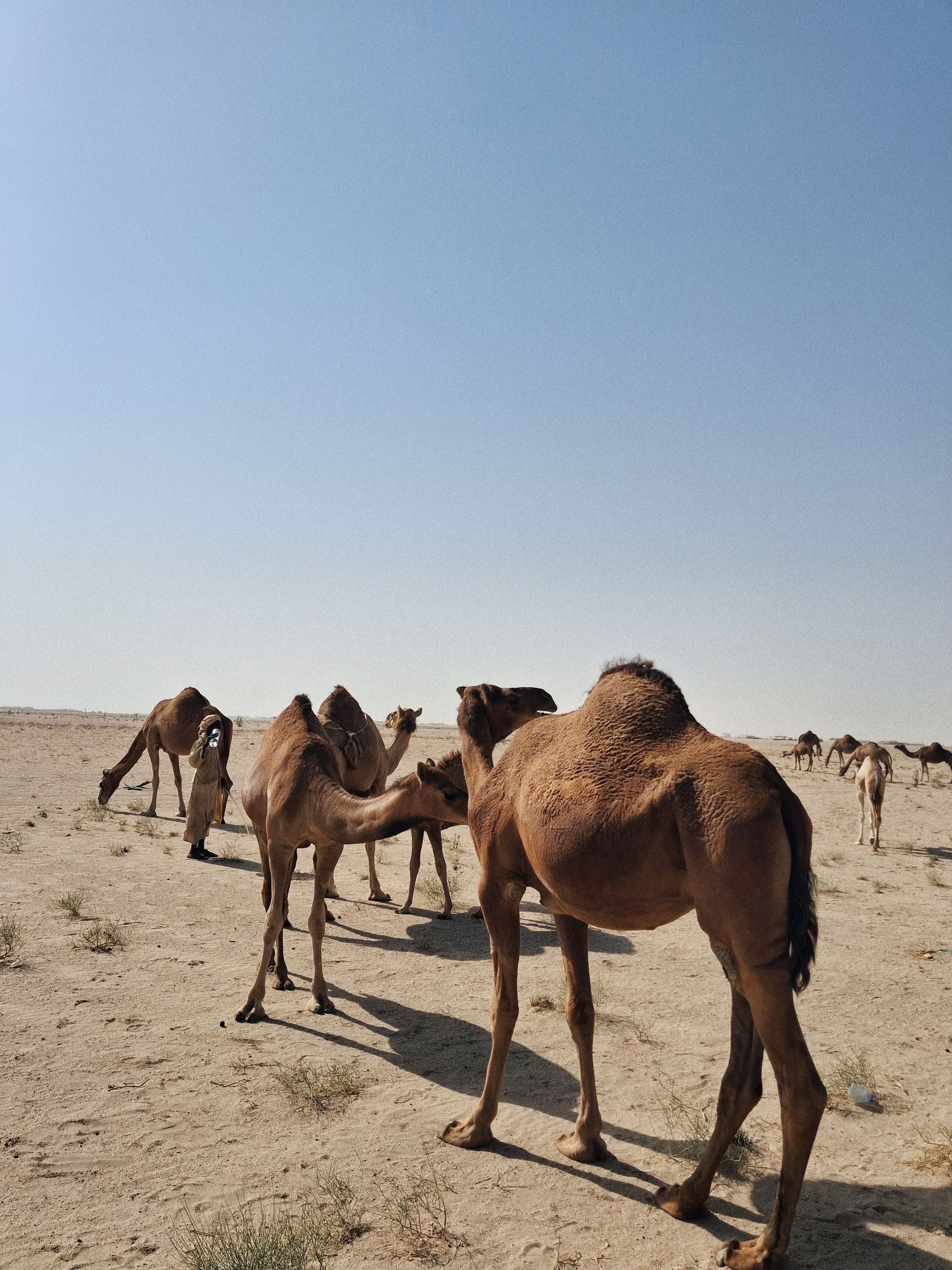 Camels Grazing in a Desert Landscape · Free Stock Photo