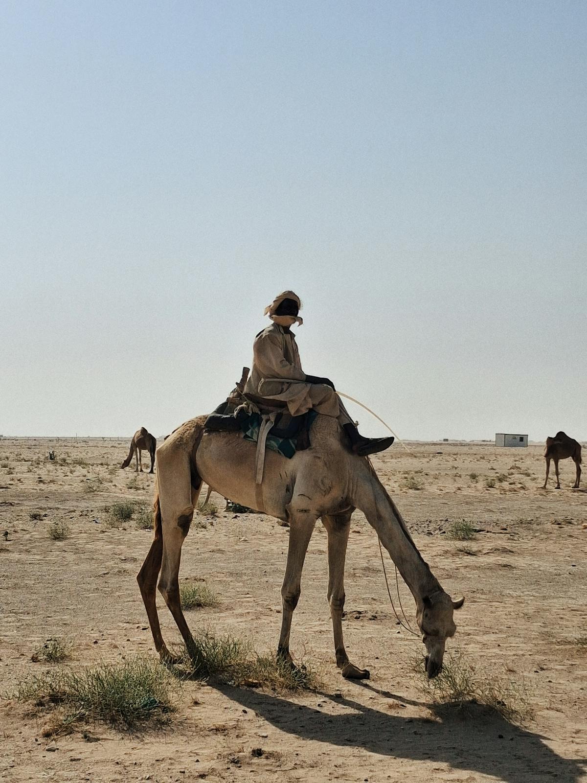 Desert Camel Photos, Download The BEST Free Desert Camel Stock Photos ...