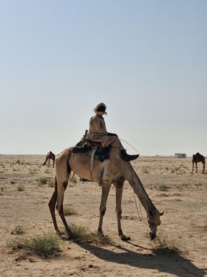 Desert Camel Photos, Download The BEST Free Desert Camel Stock Photos ...