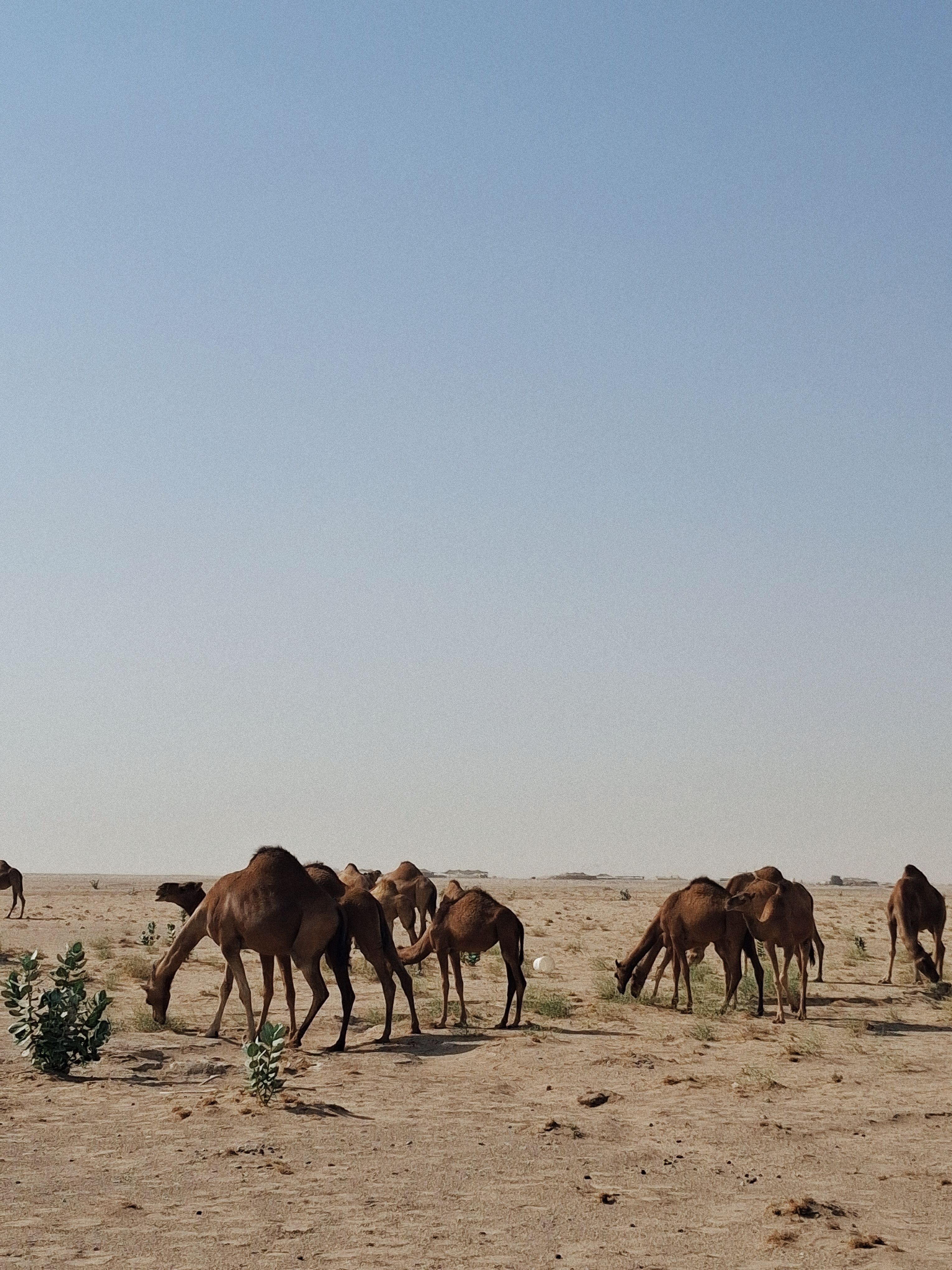 Camels Grazing in Desert Landscape · Free Stock Photo
