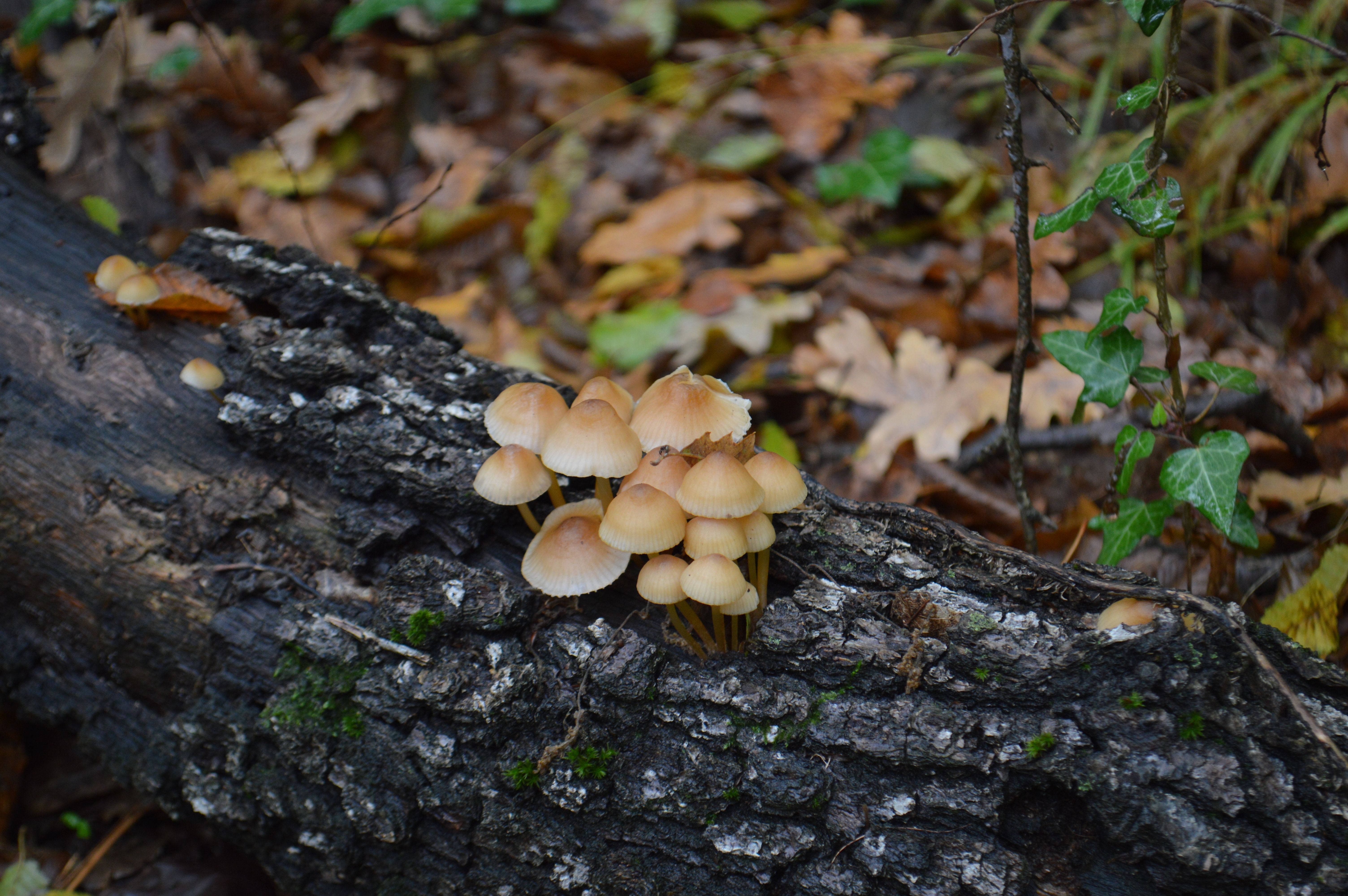 Close-up of Yellow Fungi in Ball Shapes Growing on a Tree Trunk · Free ...