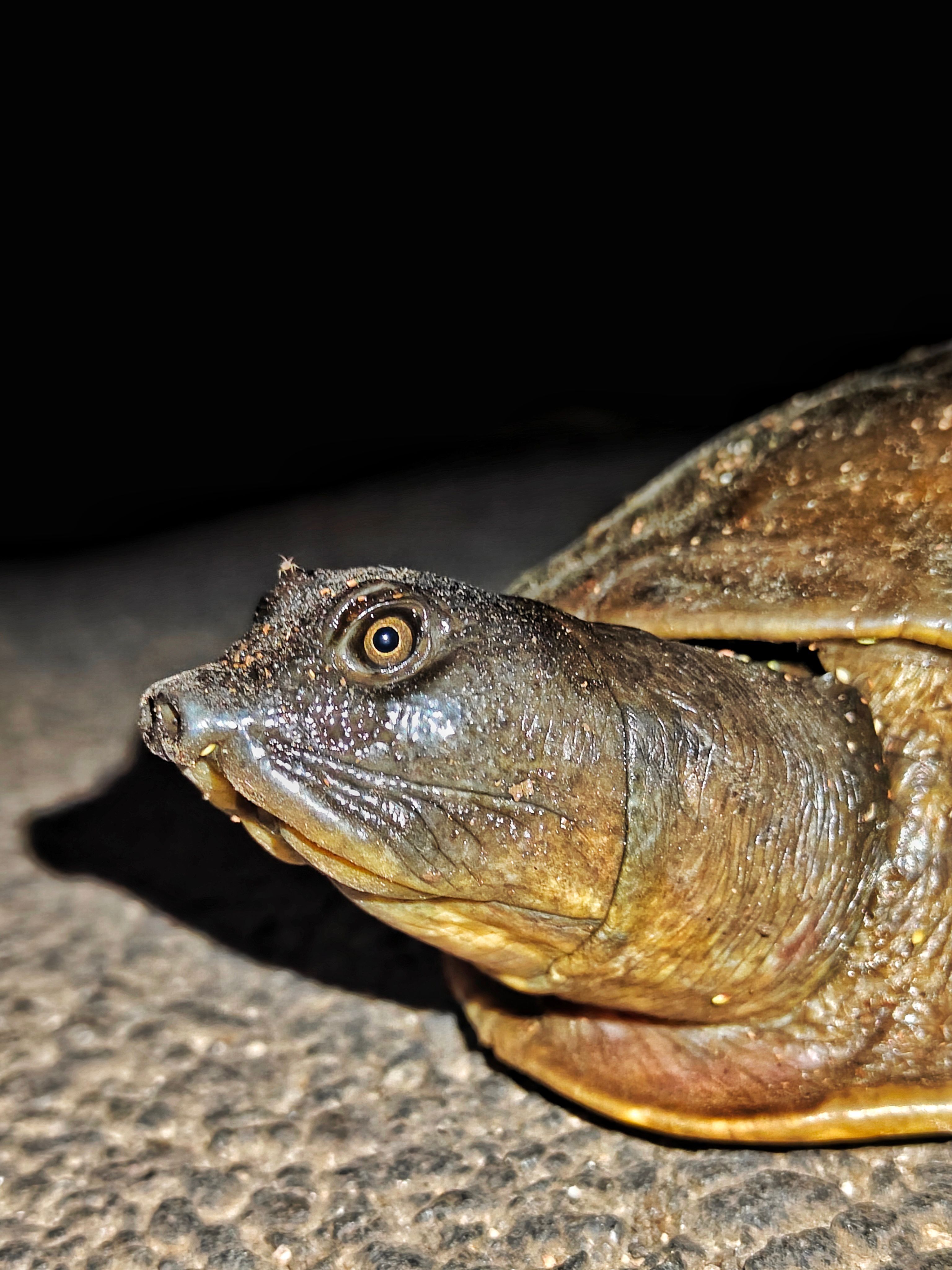 Close-up Photo of Florida Softshell Turtle · Free Stock Photo