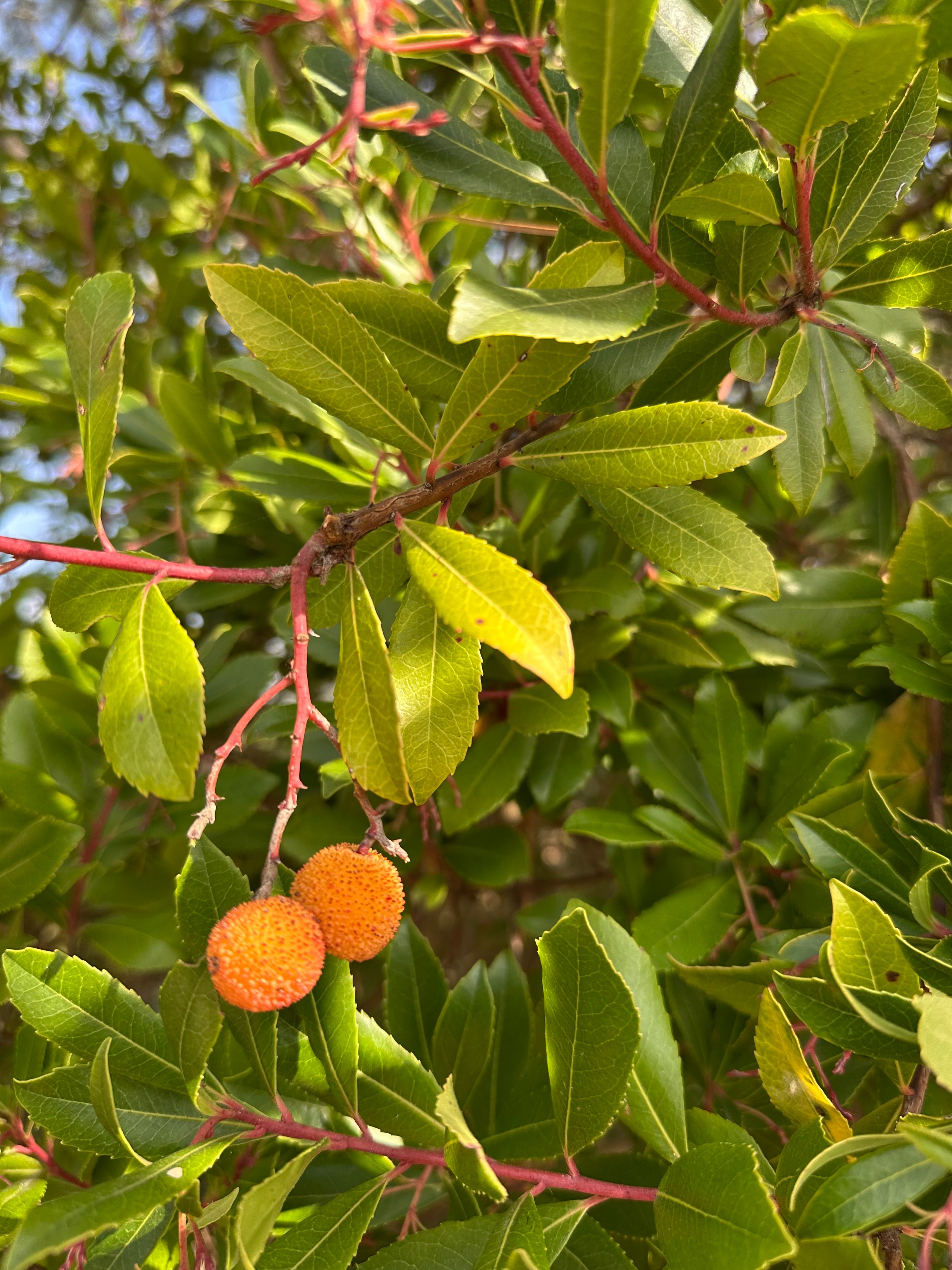 Bright Strawberry Tree Fruits in Portuguese Garden · Free Stock Photo