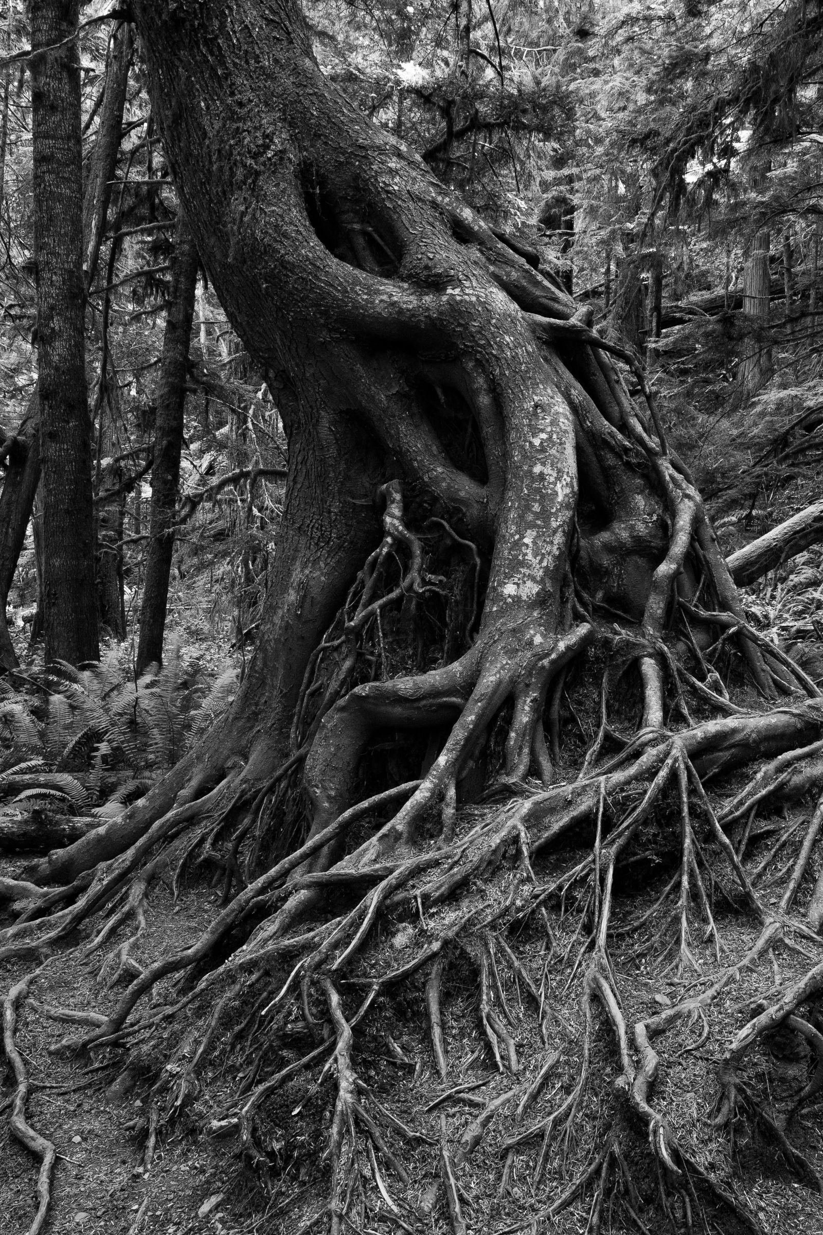 Tree Roots Photos, Download The BEST Free Tree Roots Stock Photos & HD ...