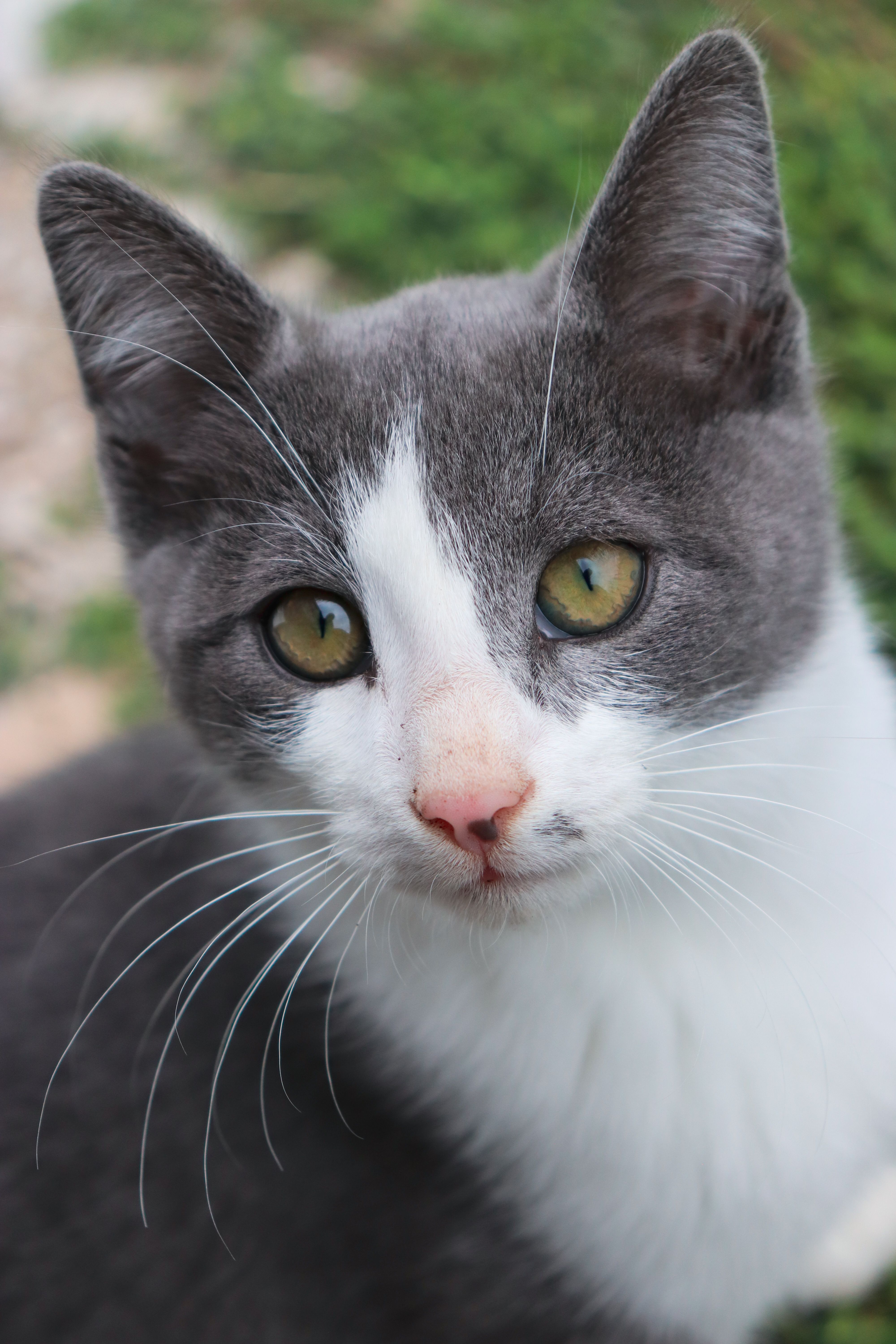Cute+Young+Cat Photos, Download The BEST Free Cute+Young+Cat Stock ...