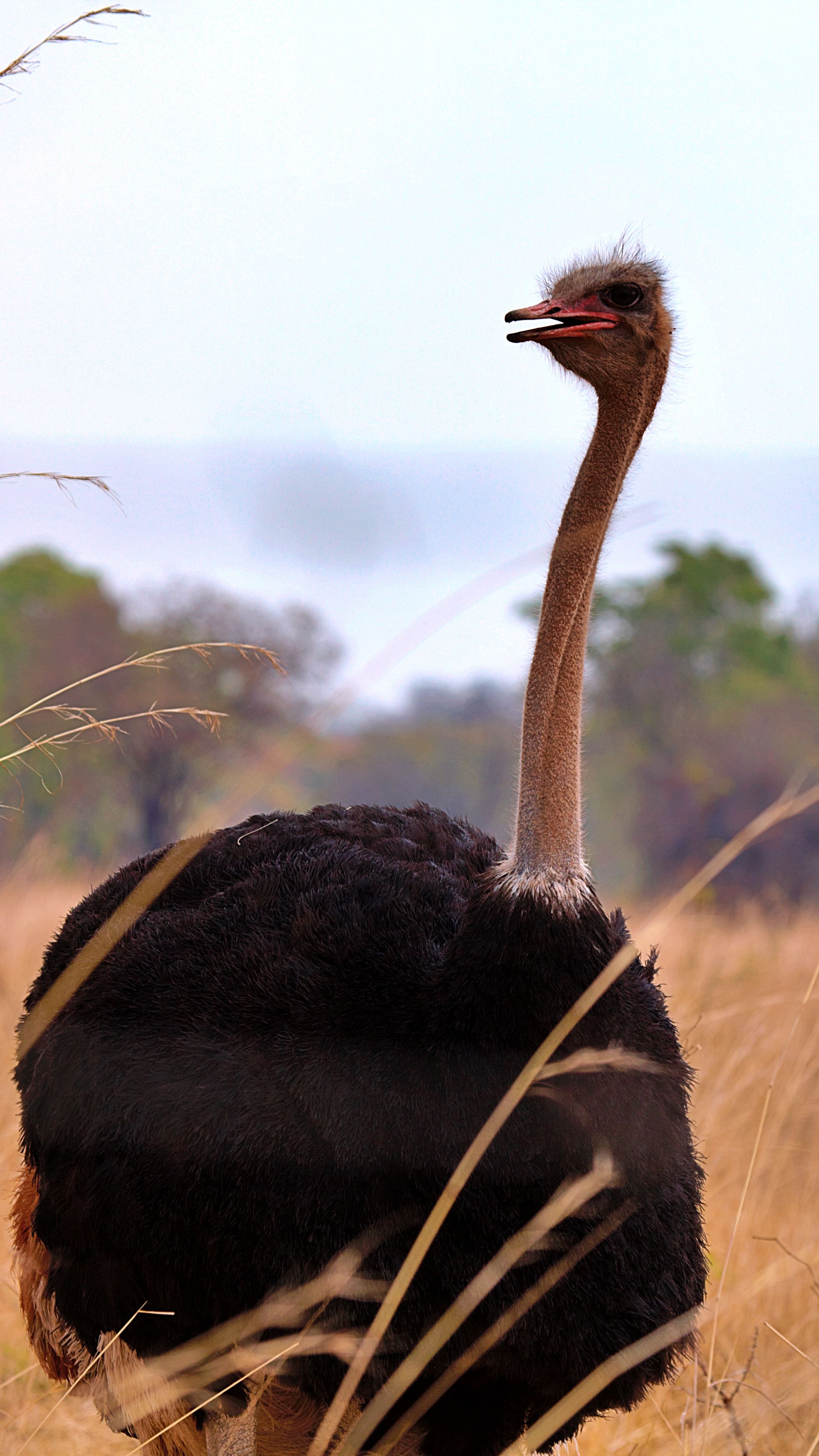 Jurassicparkla Fauna Photos, Download The BEST Free Jurassicparkla ...