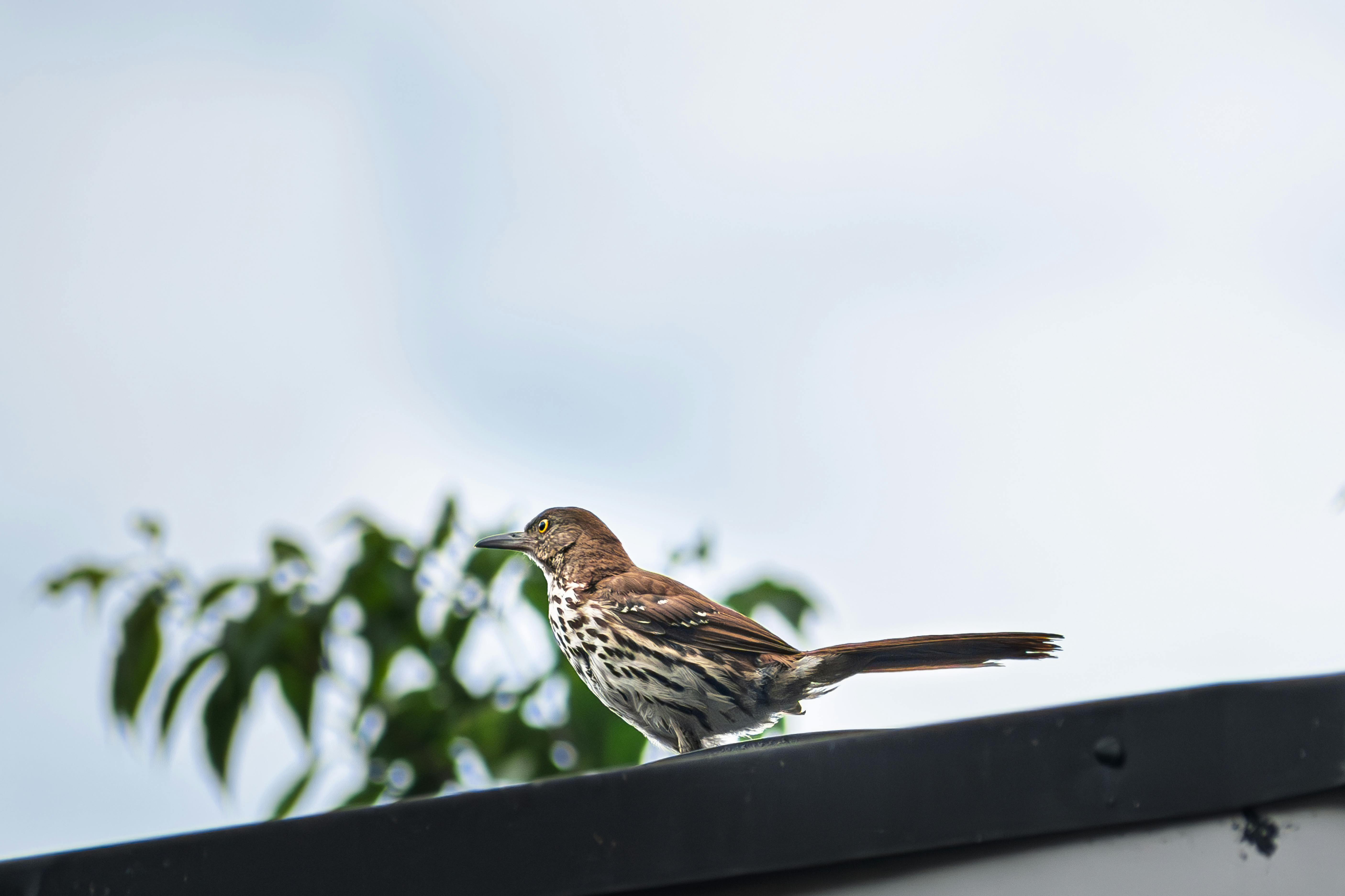 Ent Anatomy Photos, Download The BEST Free Ent Anatomy Stock Photos ...