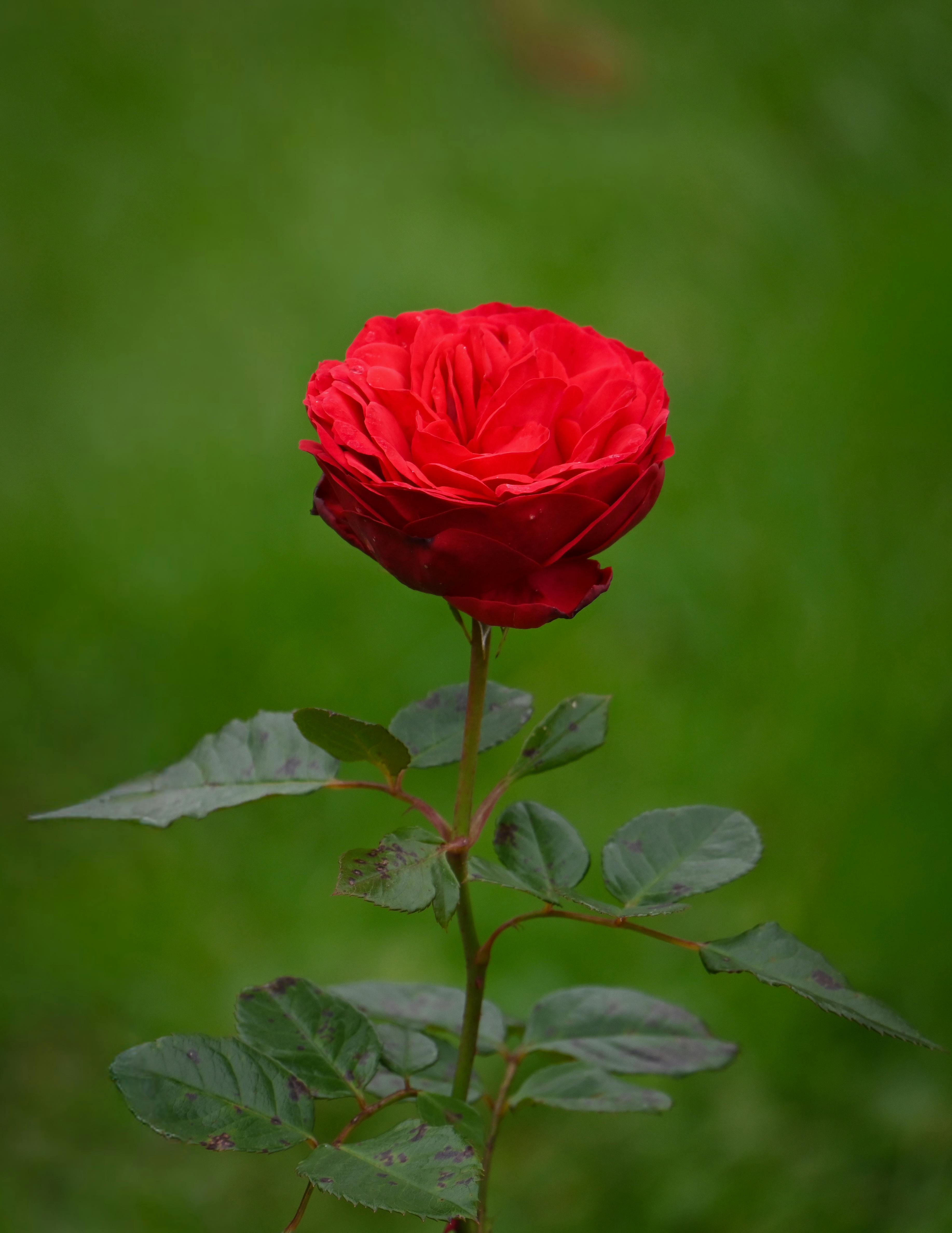 Everyone+Pointing+At+Wallpaper+Meme Photos, Download The BEST Free ...