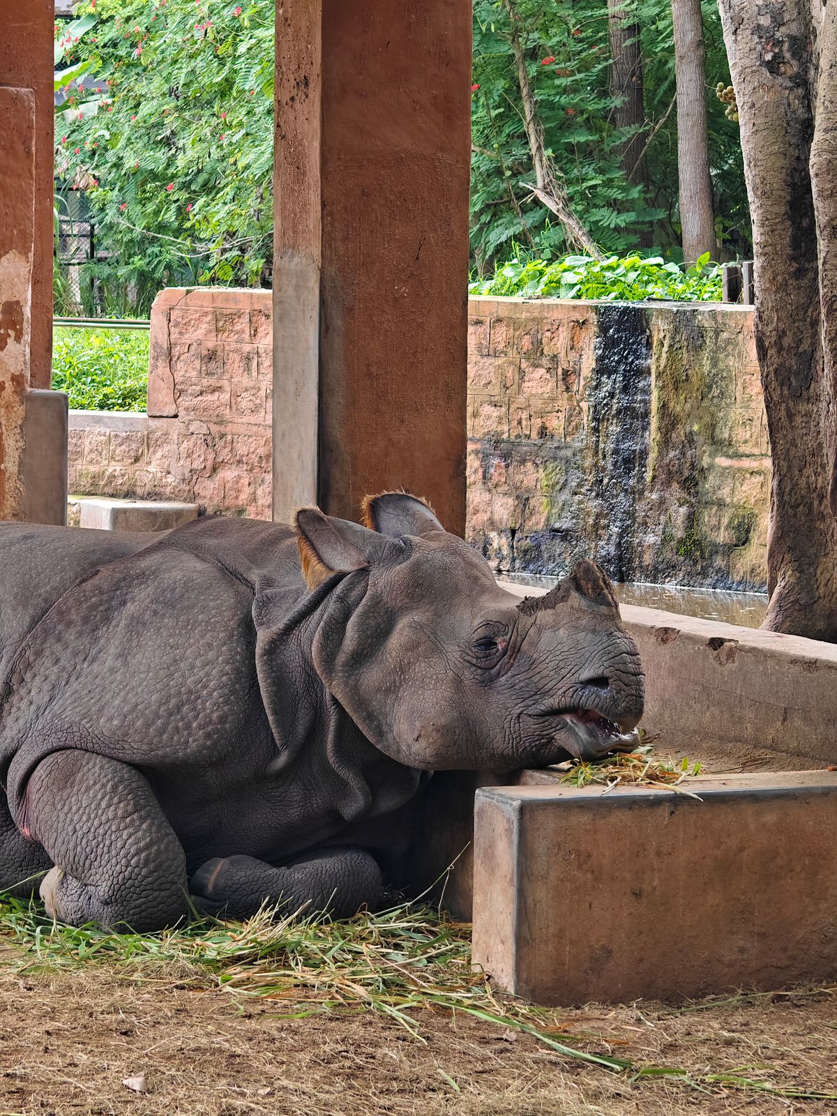 Rhinoceros Photos, Download The BEST Free Rhinoceros Stock Photos & HD ...