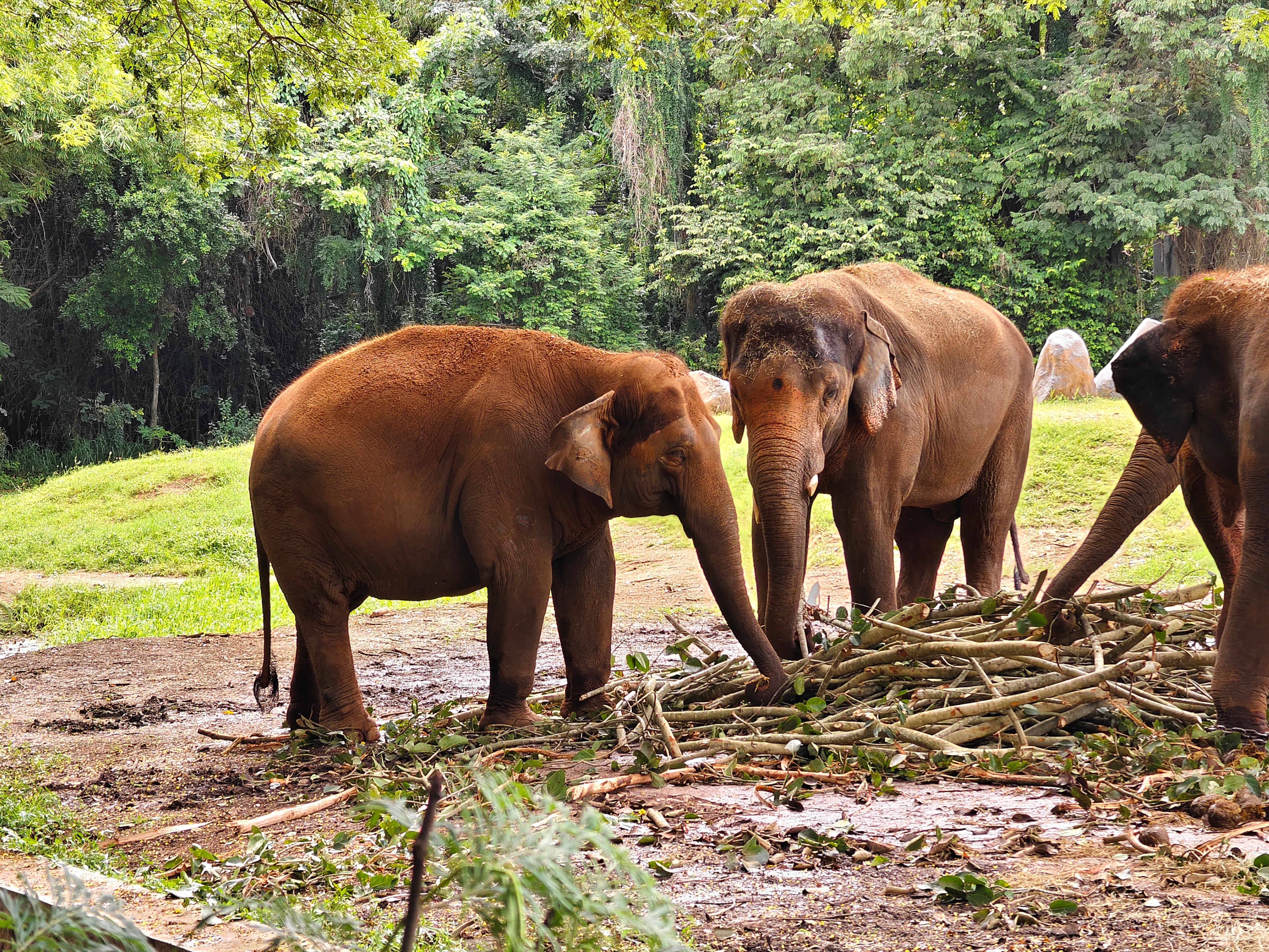 Herbivores Animals Photos, Download The BEST Free Herbivores Animals ...