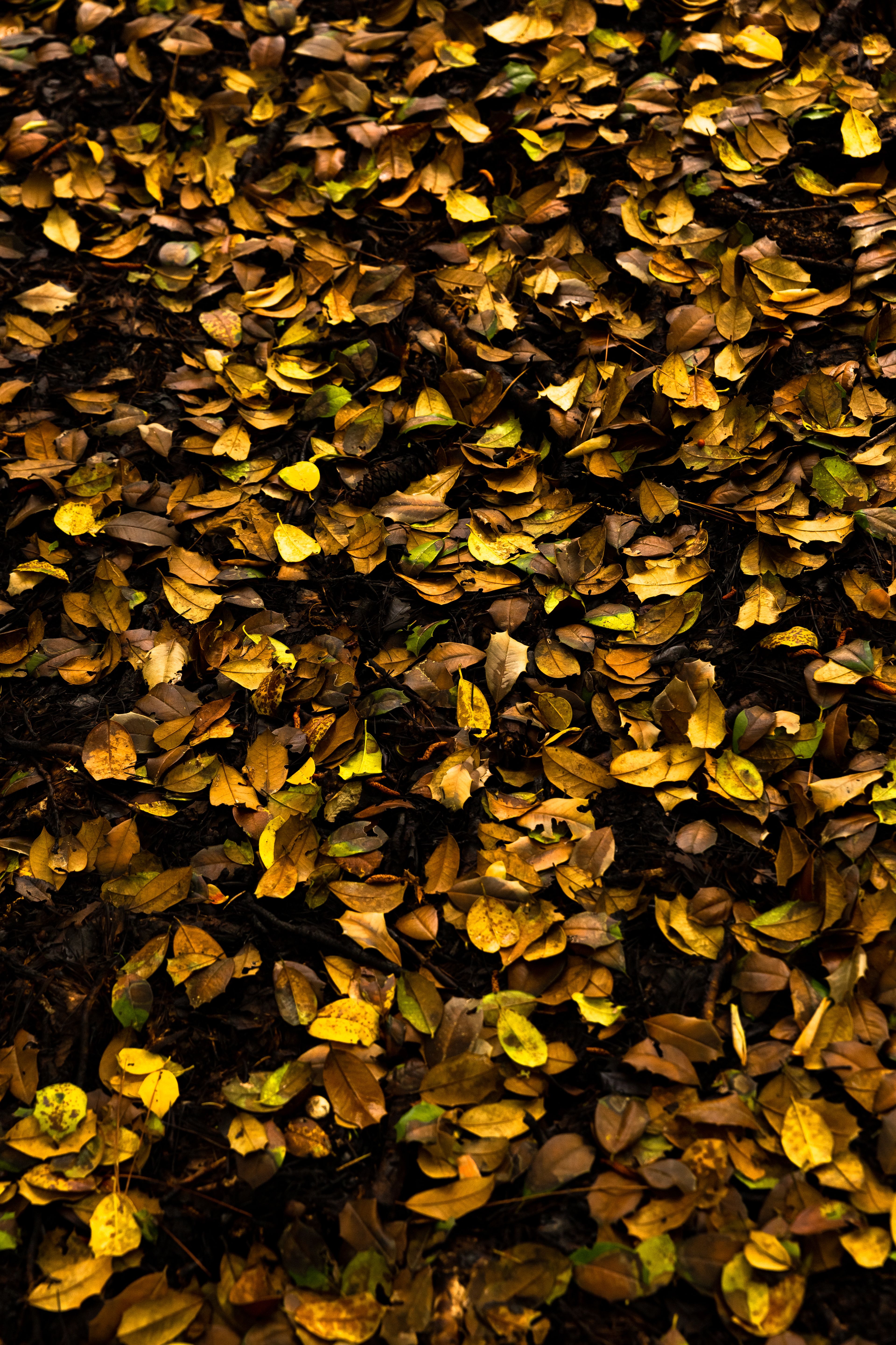 Nature Wallpaper Madival Photos, Download The BEST Free Nature ...