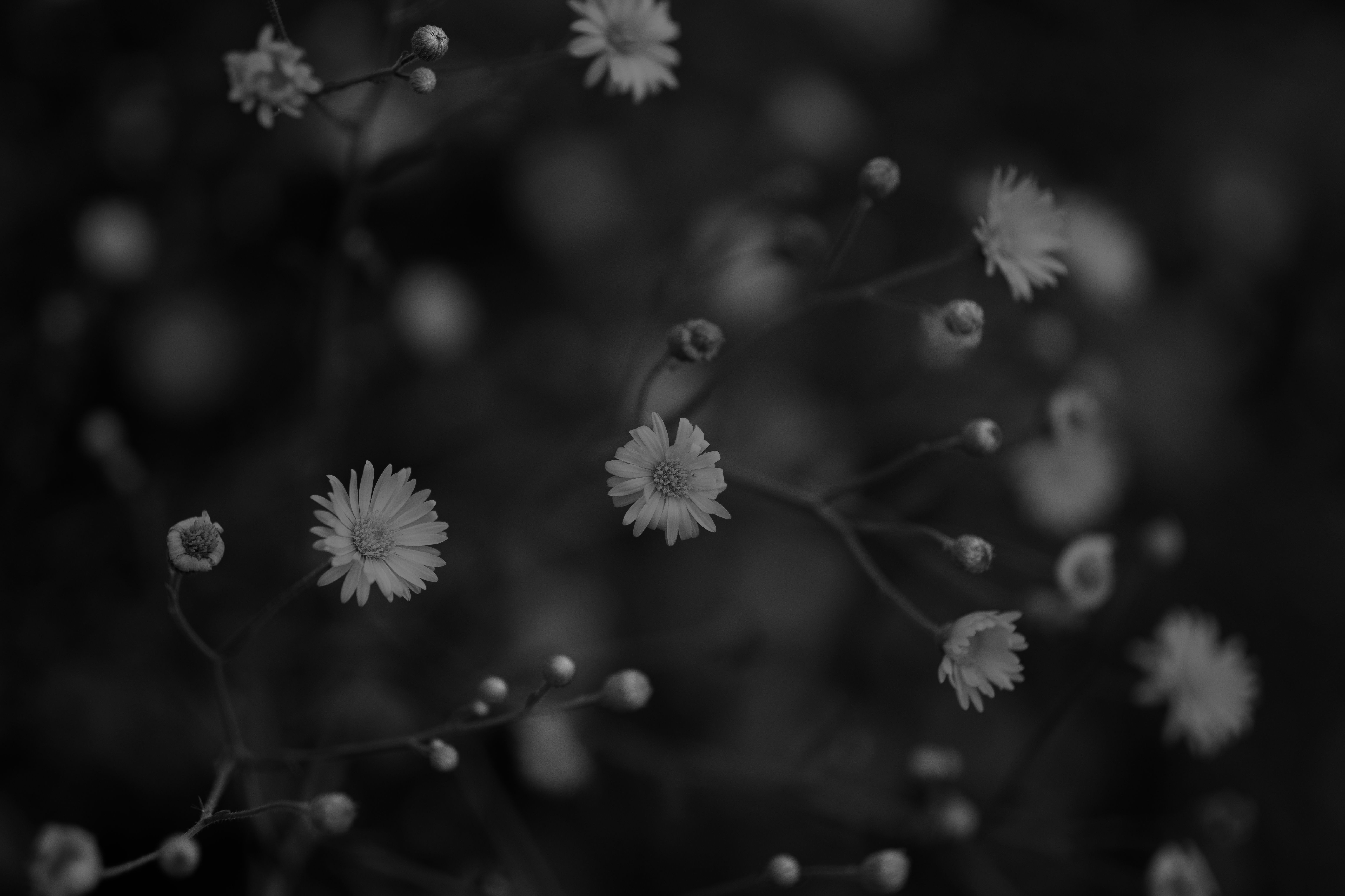 Gray Scale Photo of Flower Field · Free Stock Photo