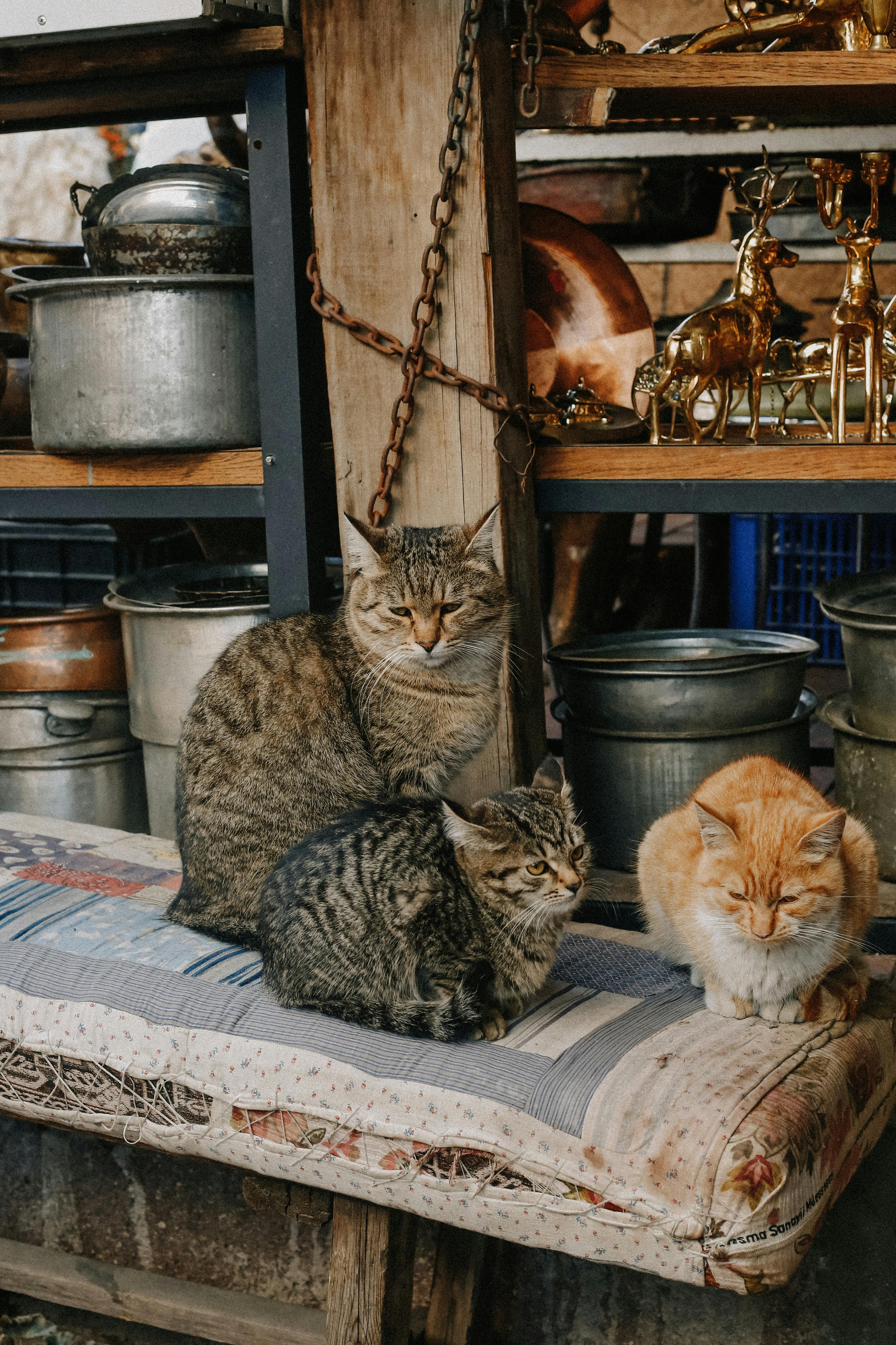 Cute+Imx+Girls Photos, Download The BEST Free Cute+Imx+Girls Stock ...