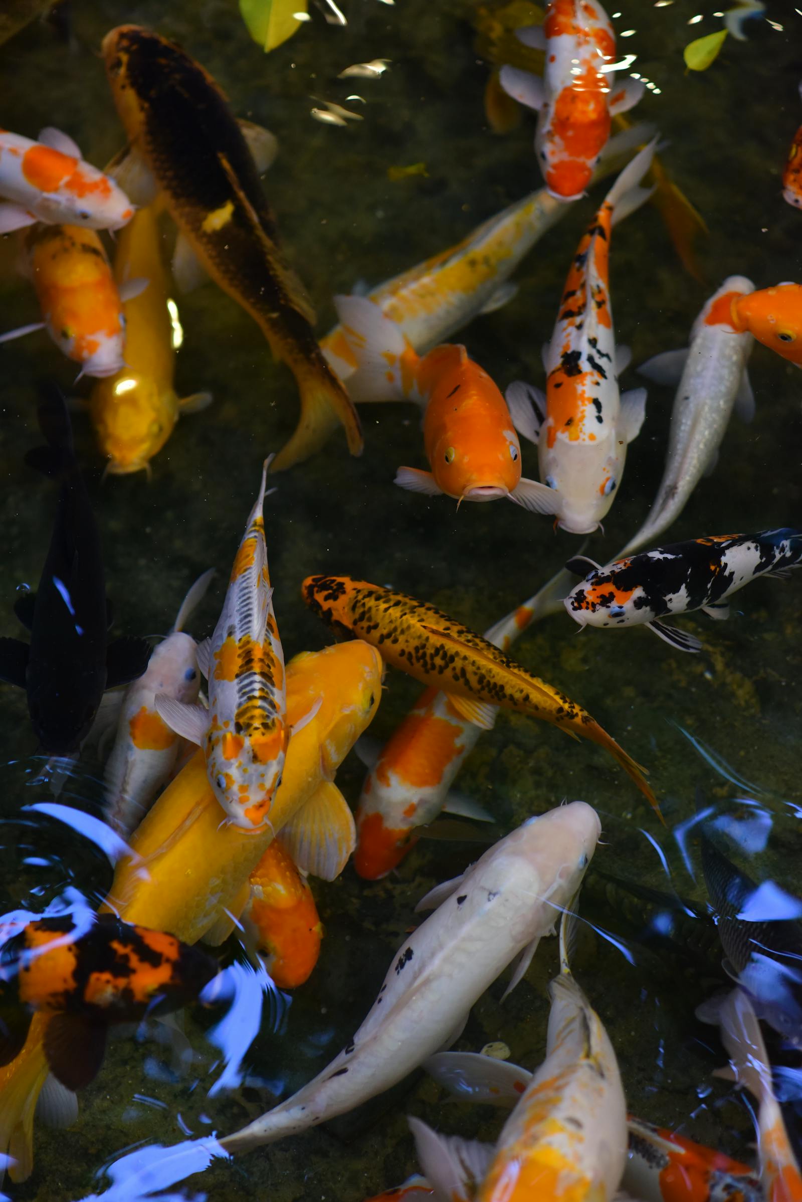 Koi Fish Wallpaper Photos, Download The BEST Free Koi Fish Wallpaper ...