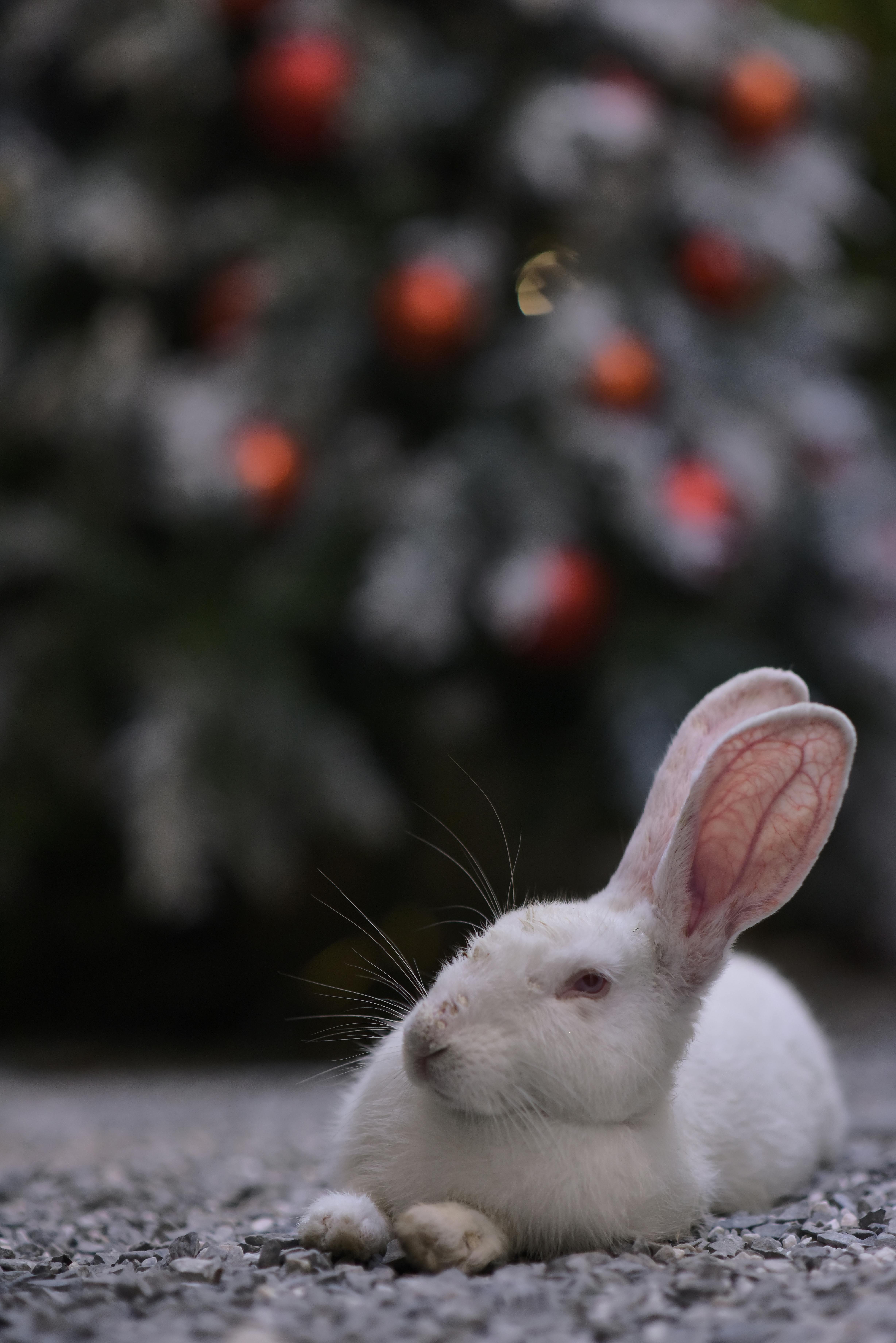 Animated Rabbit Photos, Download The BEST Free Animated Rabbit Stock ...