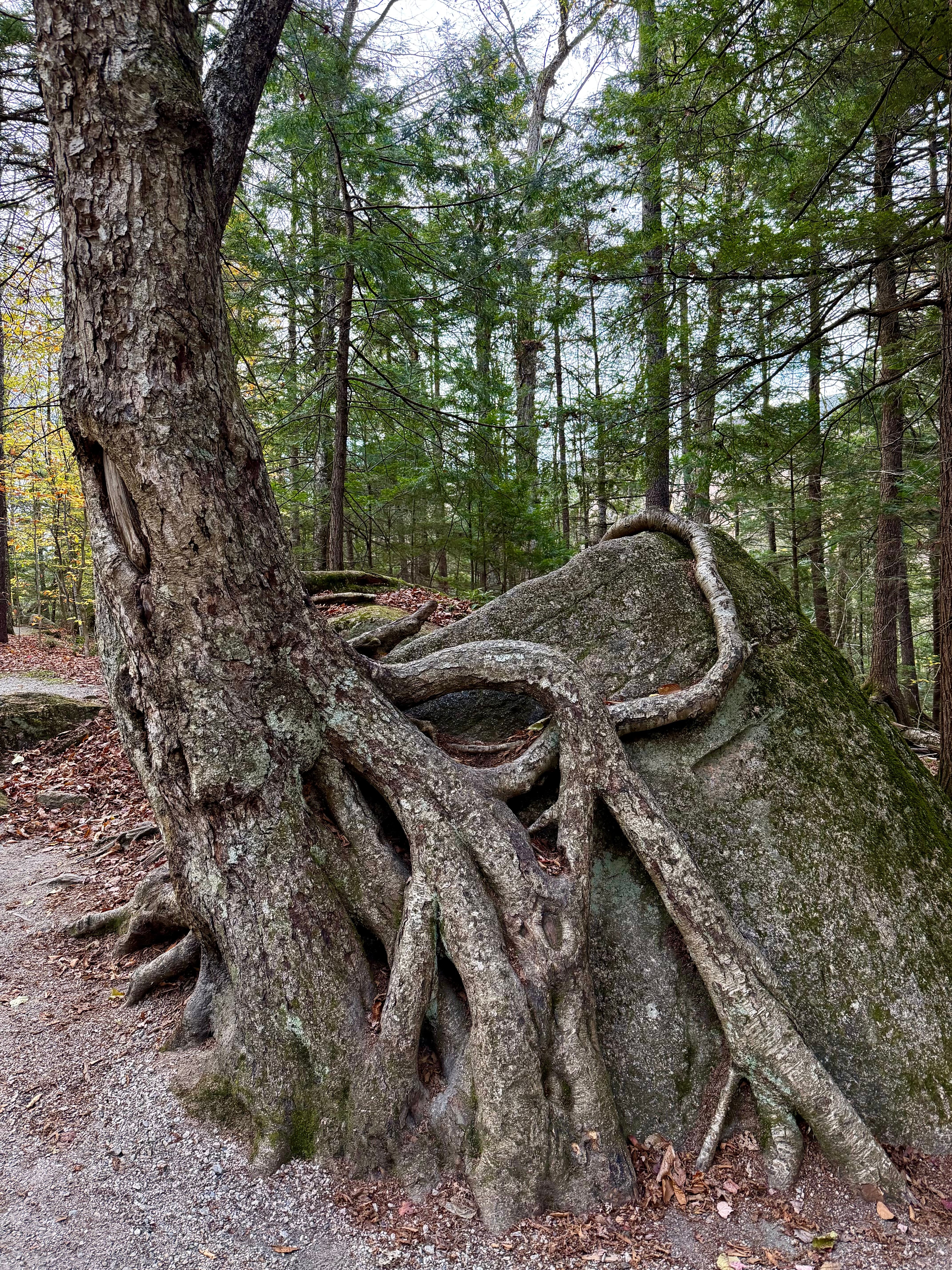 Majestic Tree Roots and Boulder in Forest · Free Stock Photo