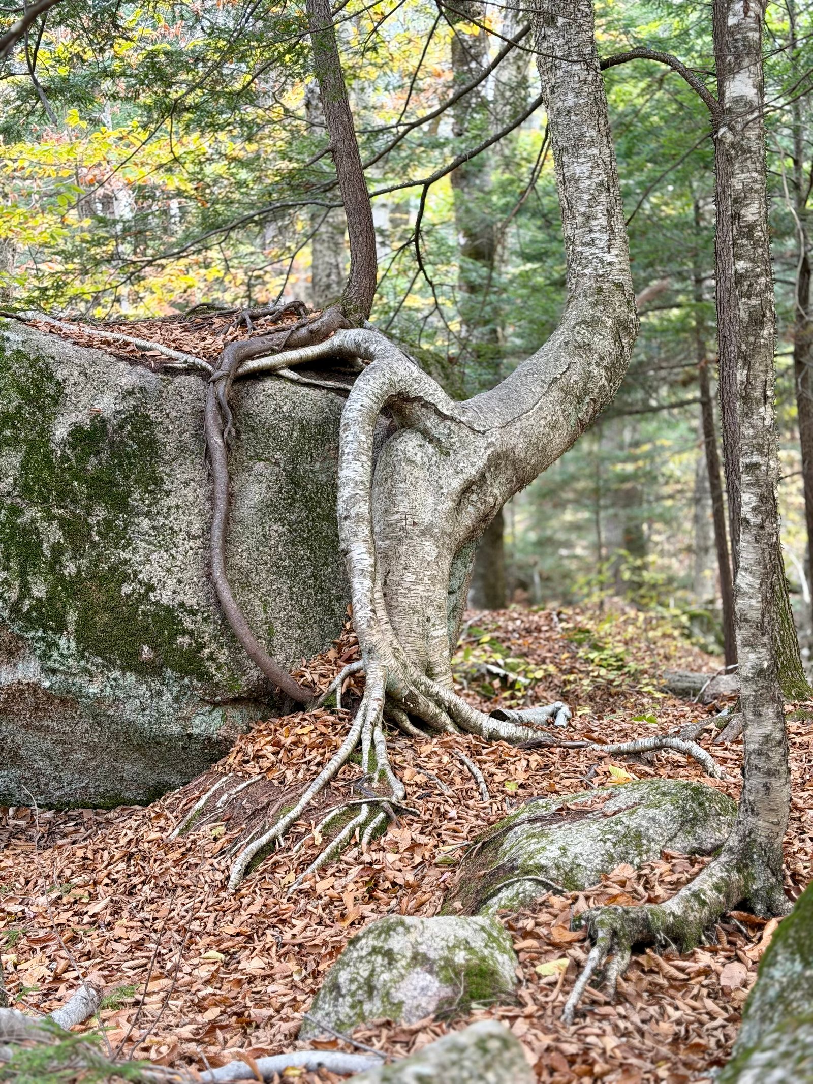 Tree Roots Photos, Download The BEST Free Tree Roots Stock Photos & HD ...