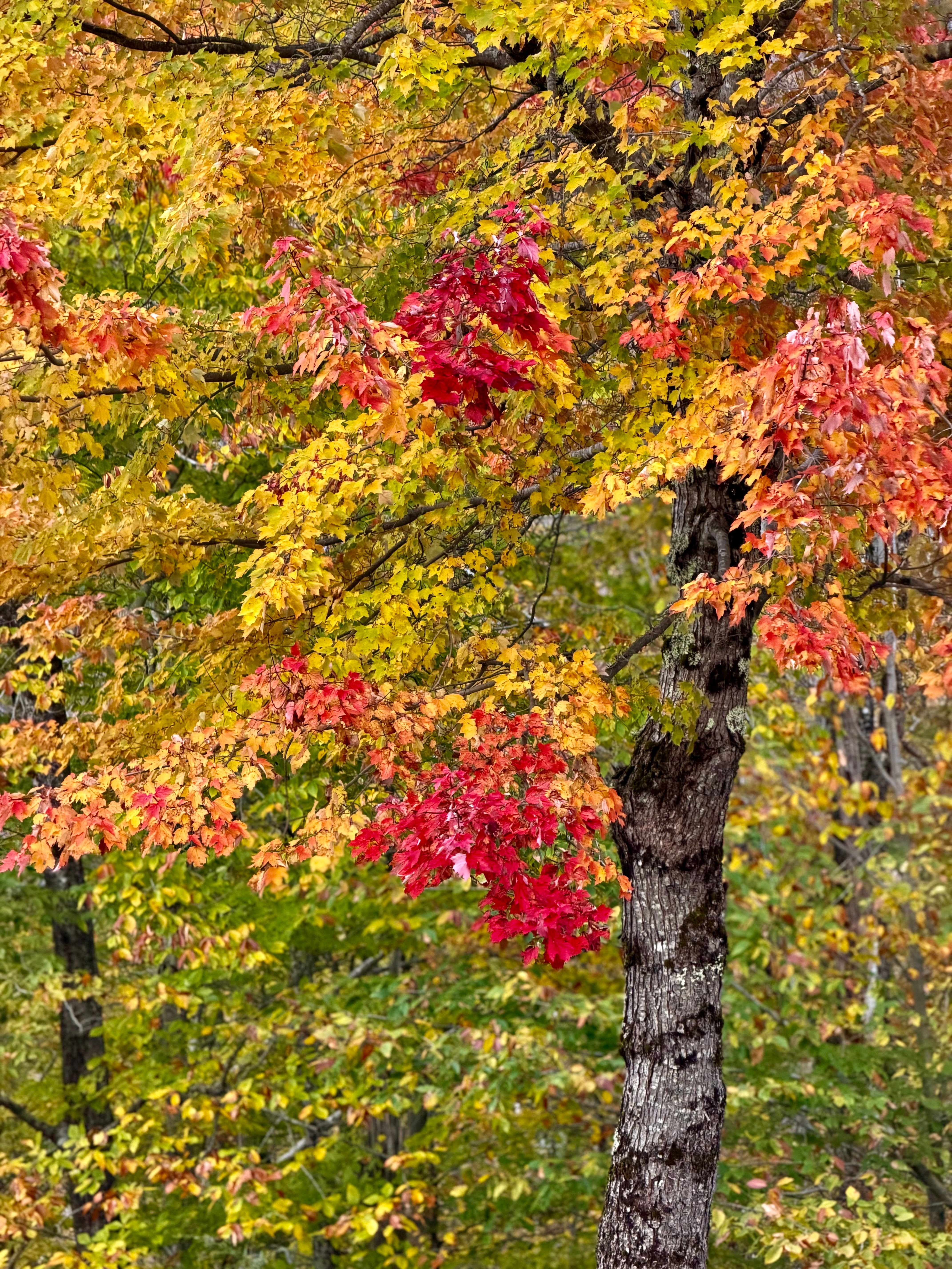 Vibrant Autumn Foliage in Natural Forest Setting · Free Stock Photo