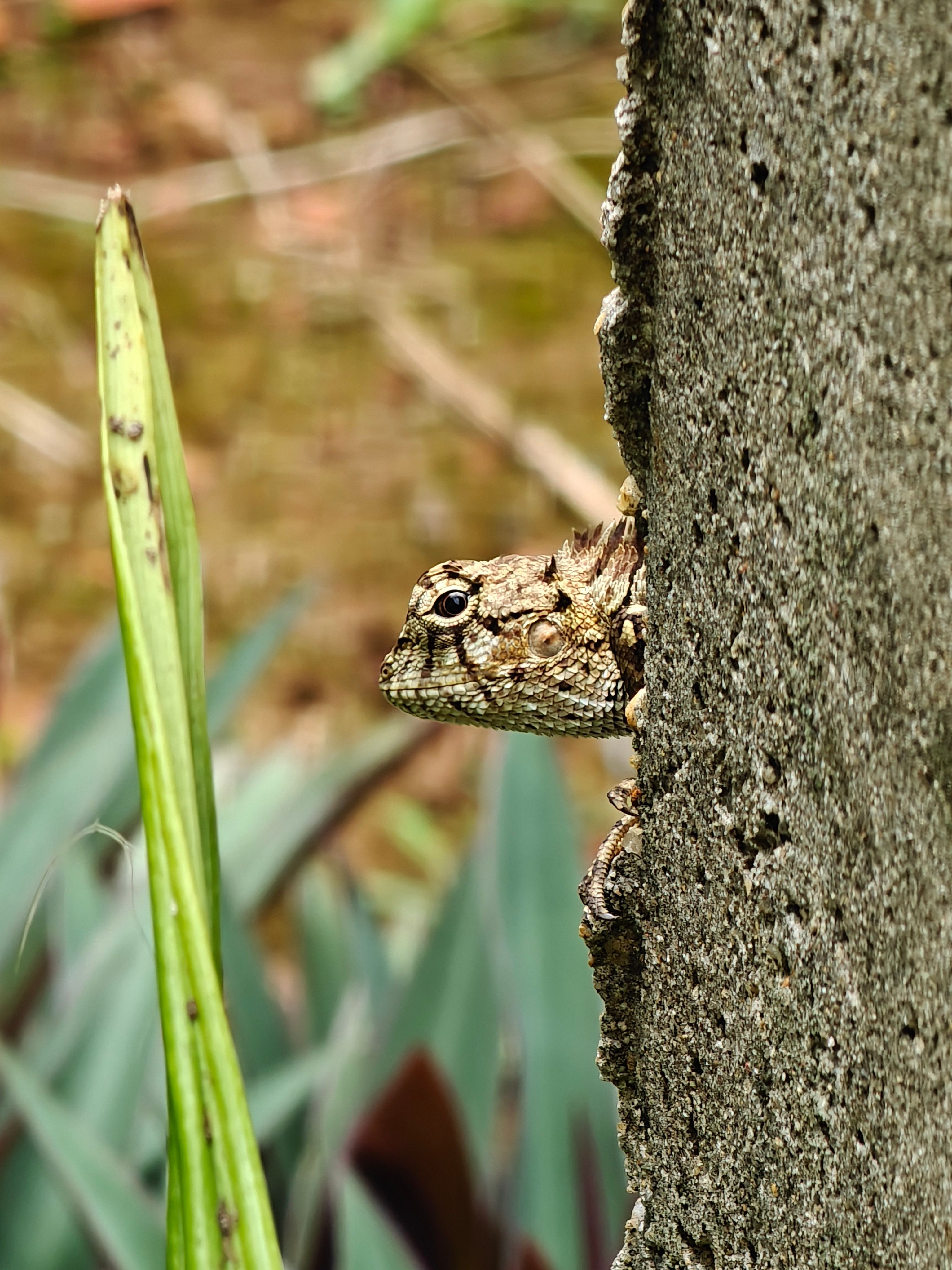 Lizard Peeking from Concrete Wall in Nature · Free Stock Photo