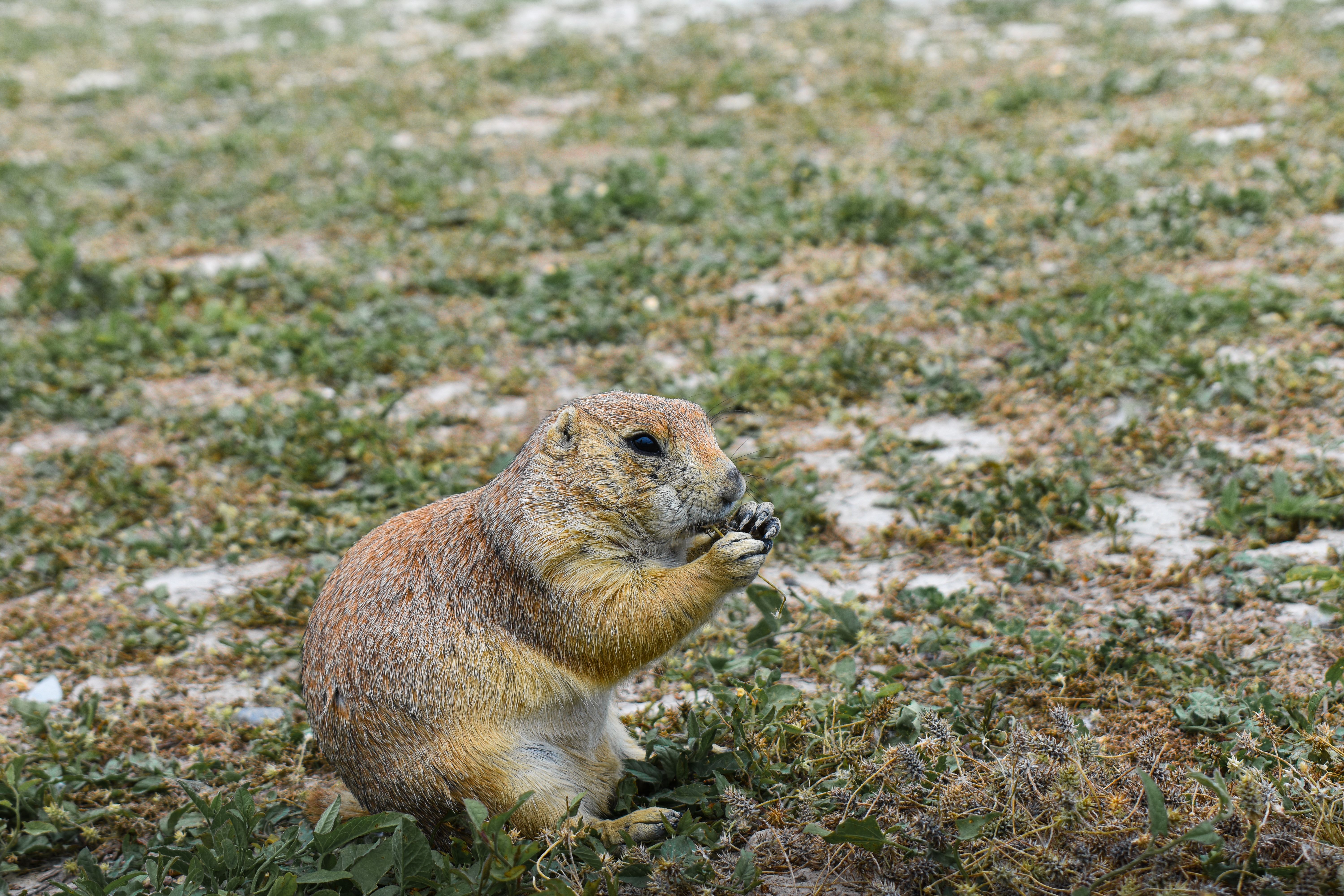 Black-tailed Prairie Dog Eating in South Dakota · Free Stock Photo