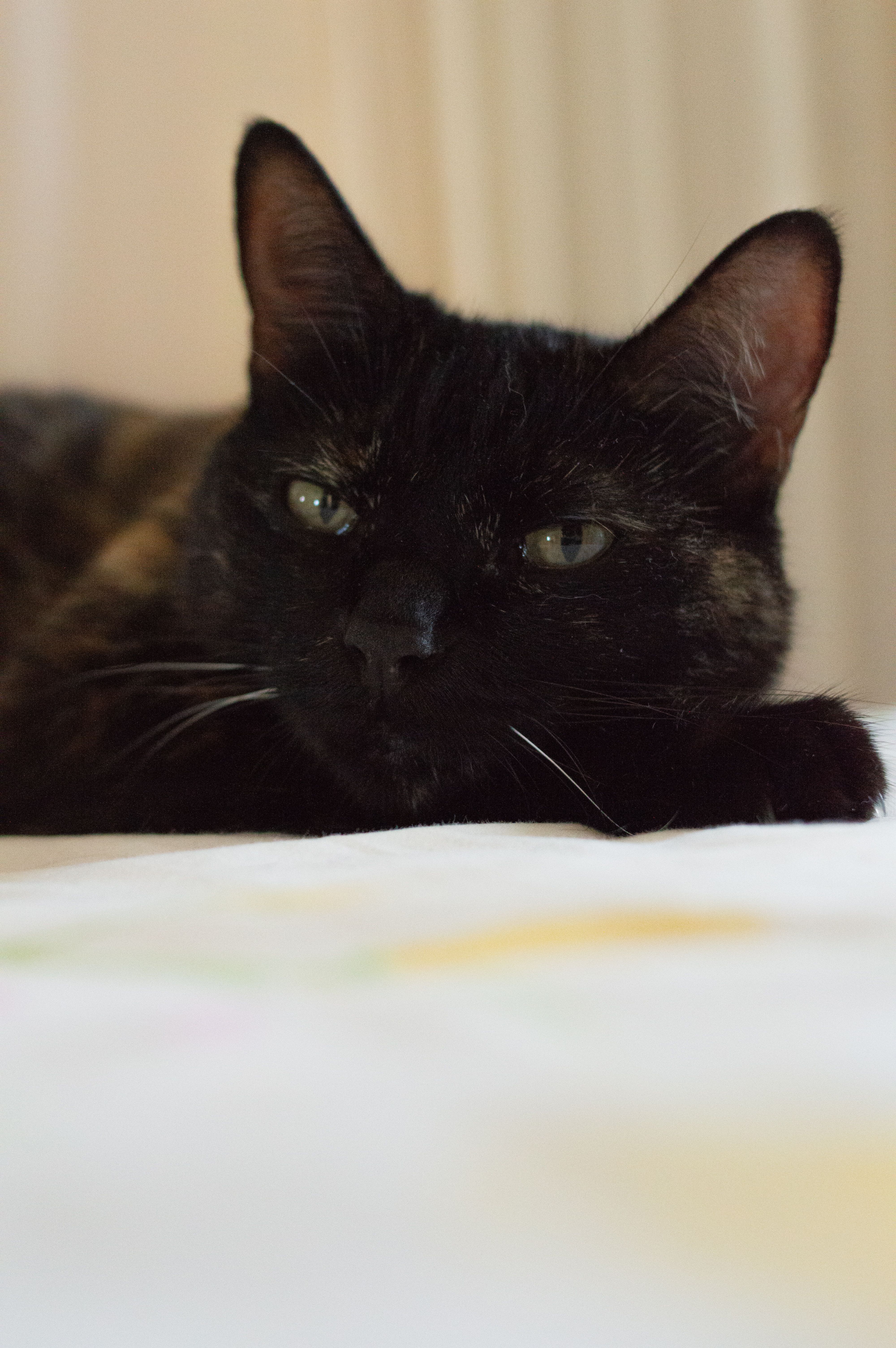 Cat Front View Photos, Download The BEST Free Cat Front View Stock ...