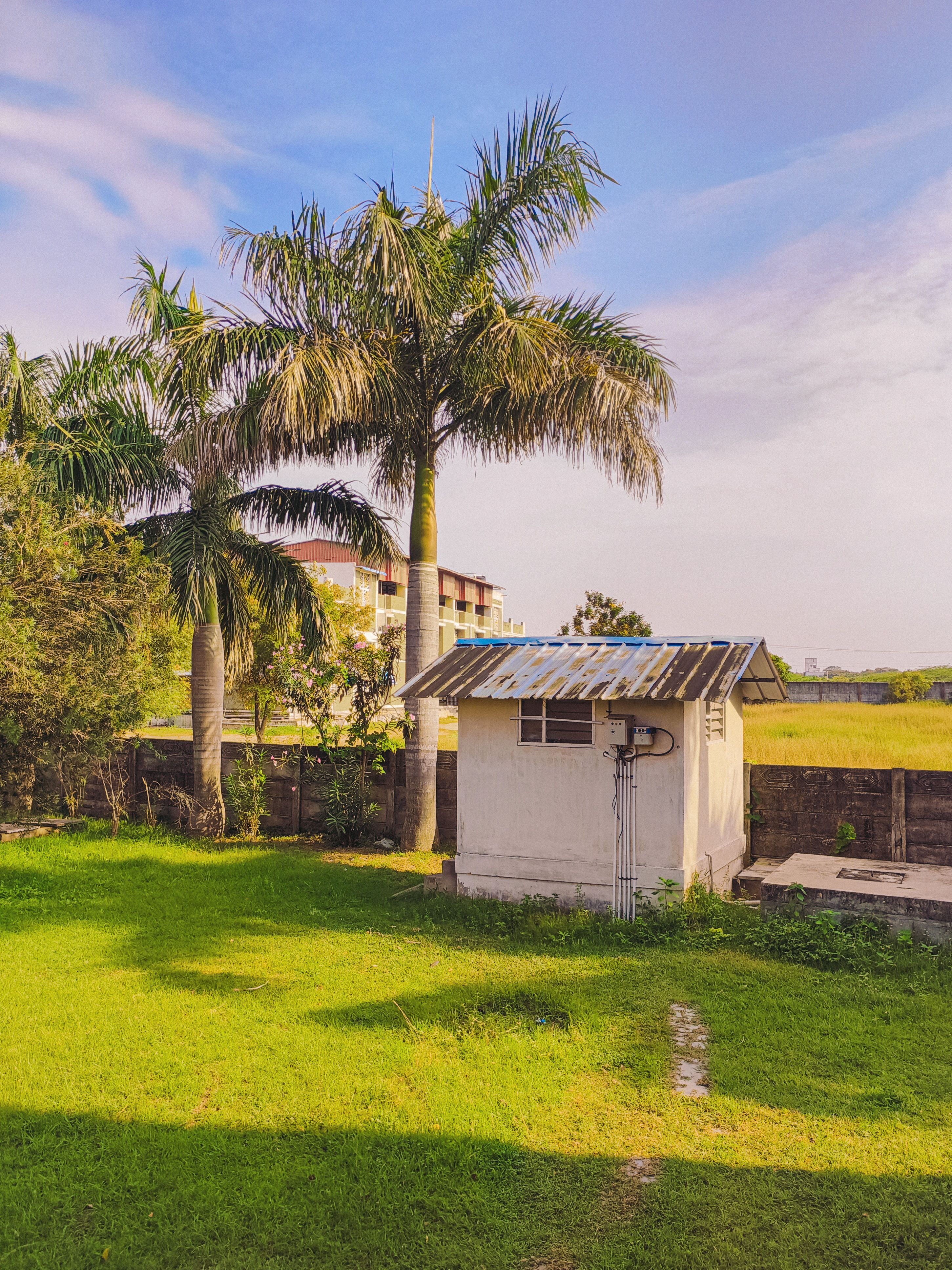 Serene Backyard with Palm Trees and Small Shed · Free Stock Photo