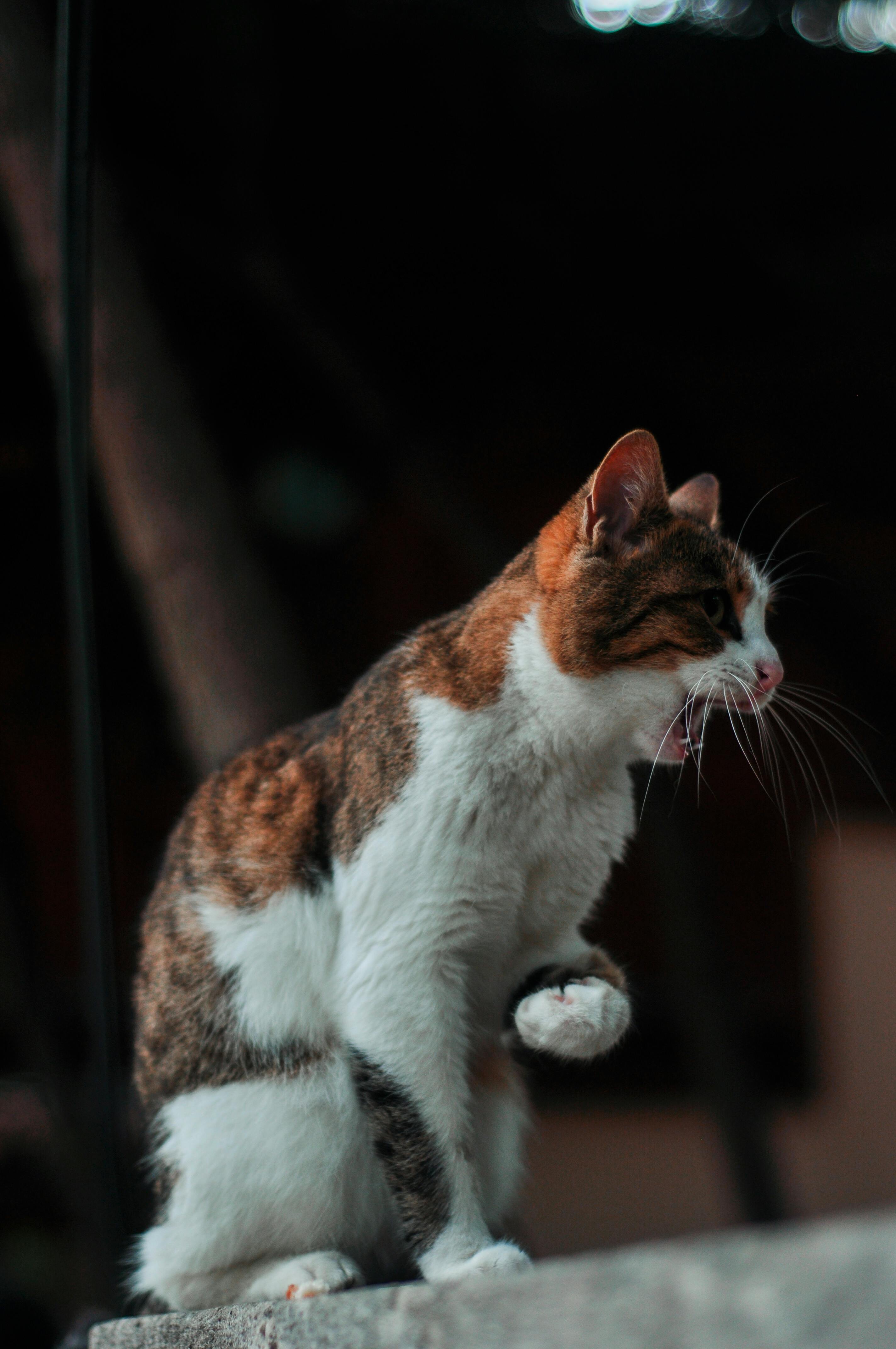 Anime Side Profile Photos, Download The BEST Free Anime Side Profile ...