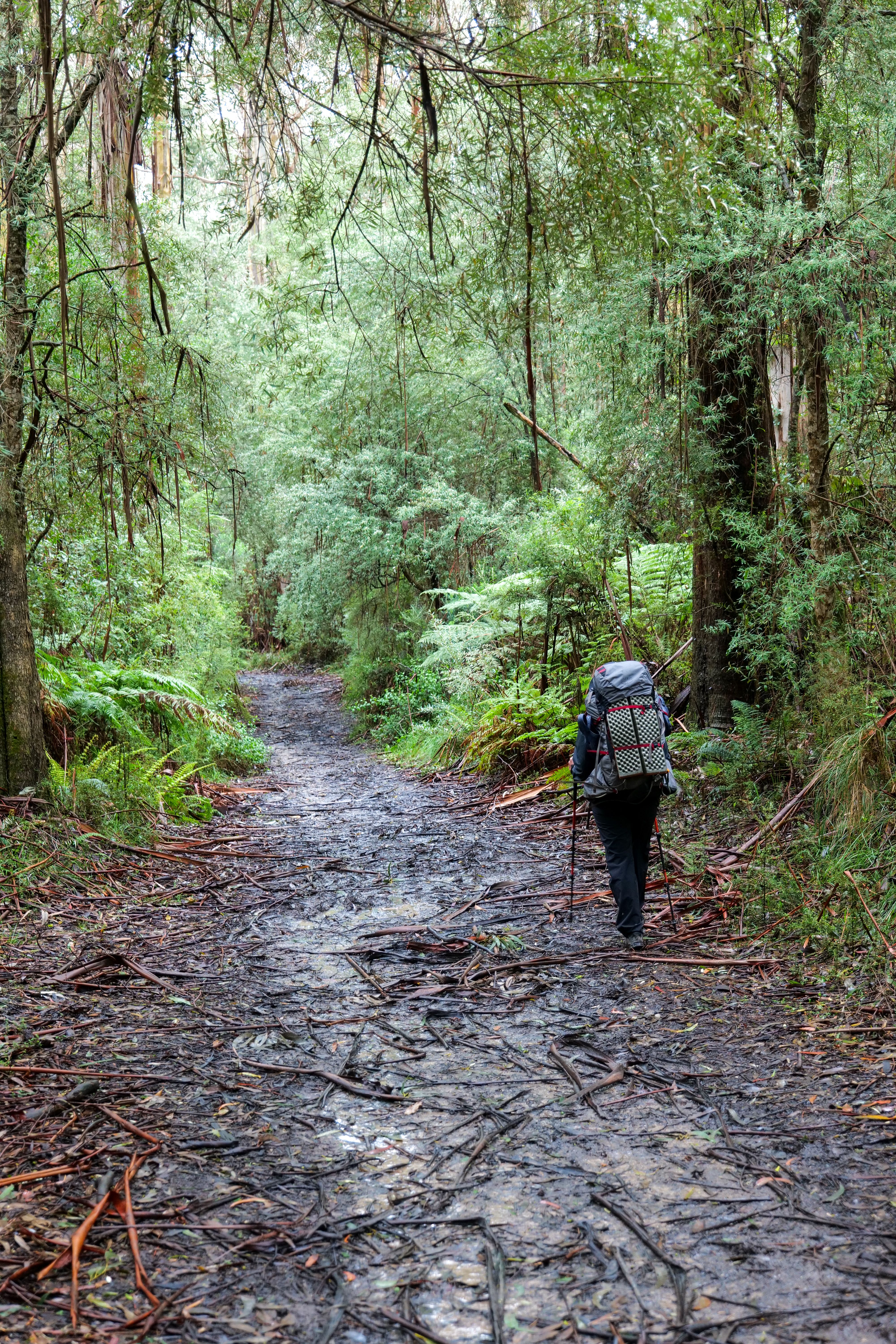 Adventurous Hiker on a Muddy Forest Trail · Free Stock Photo