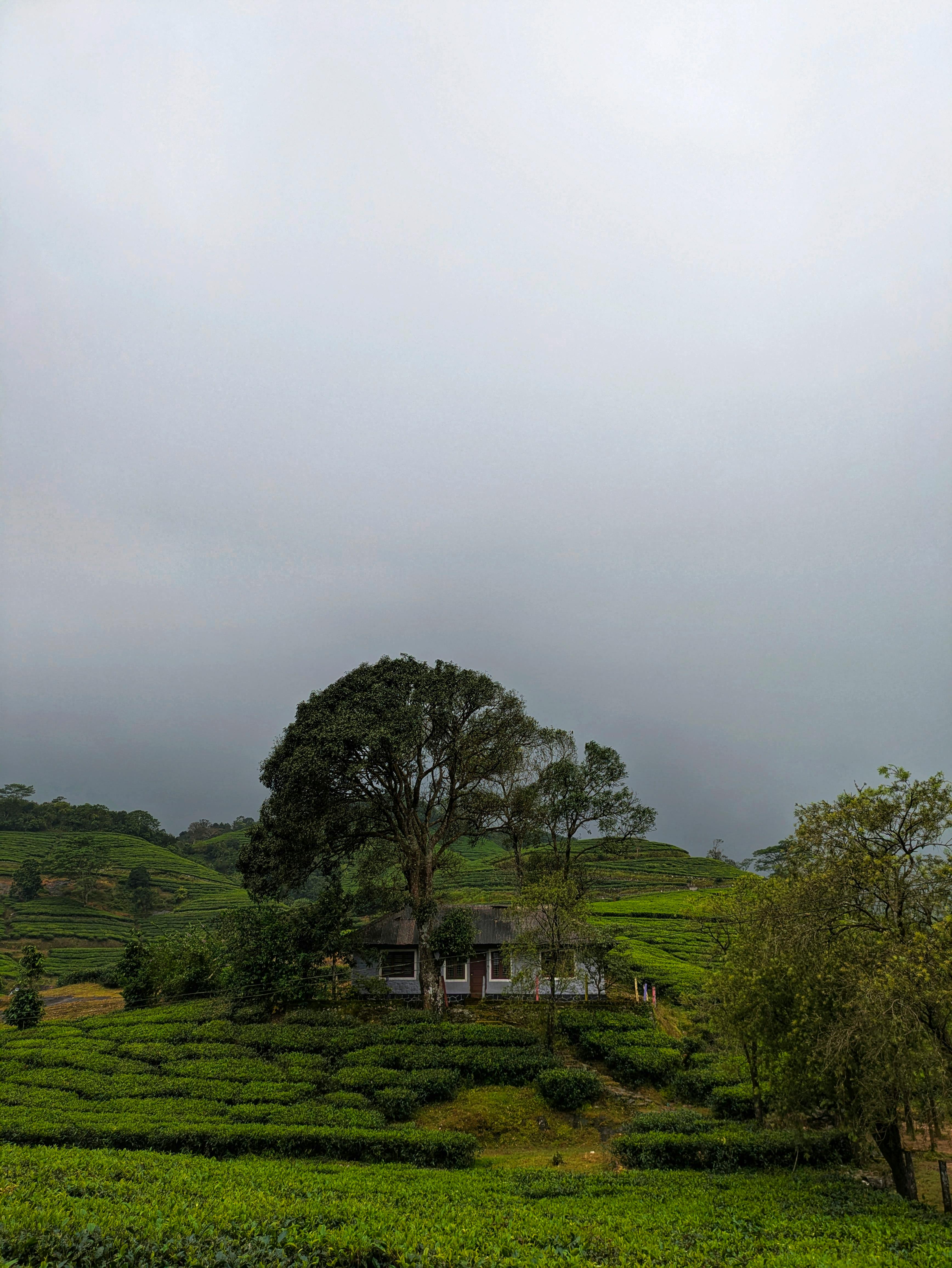 Tree Plantation Photos, Download The BEST Free Tree Plantation Stock ...