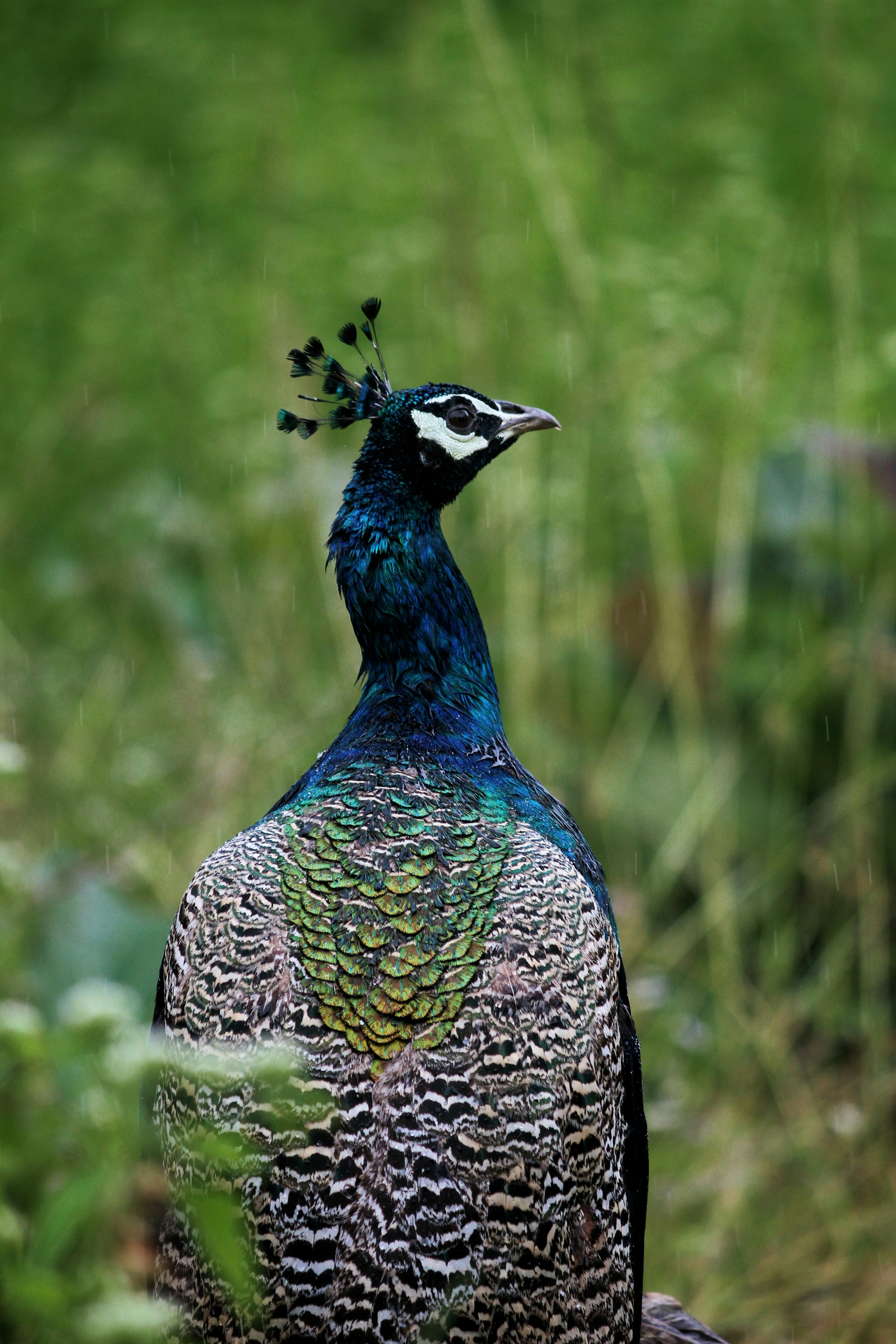 Flappy Bird Background Photos, Download The BEST Free Flappy Bird ...