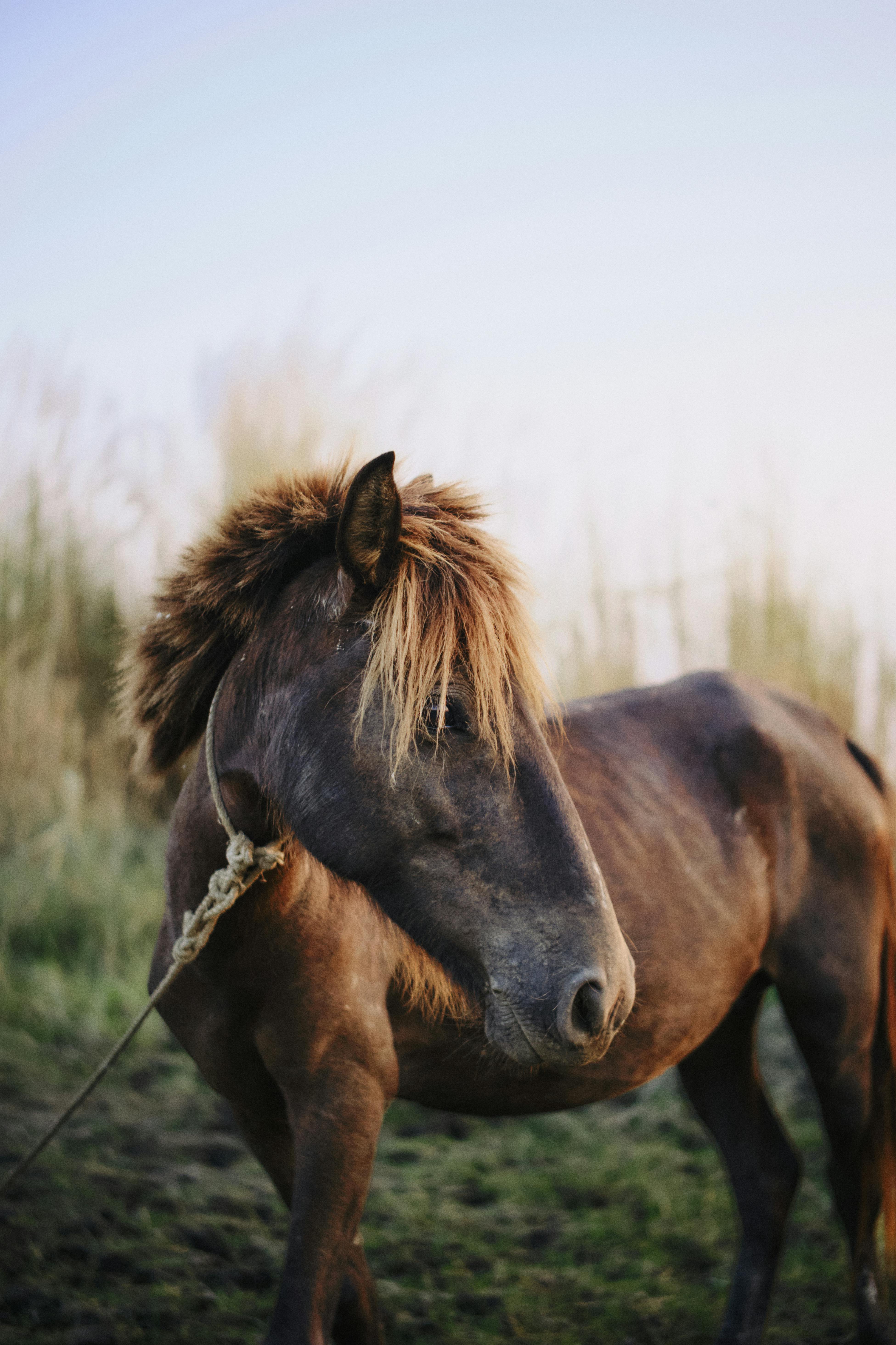 Animal Head Photos, Download The BEST Free Animal Head Stock Photos ...