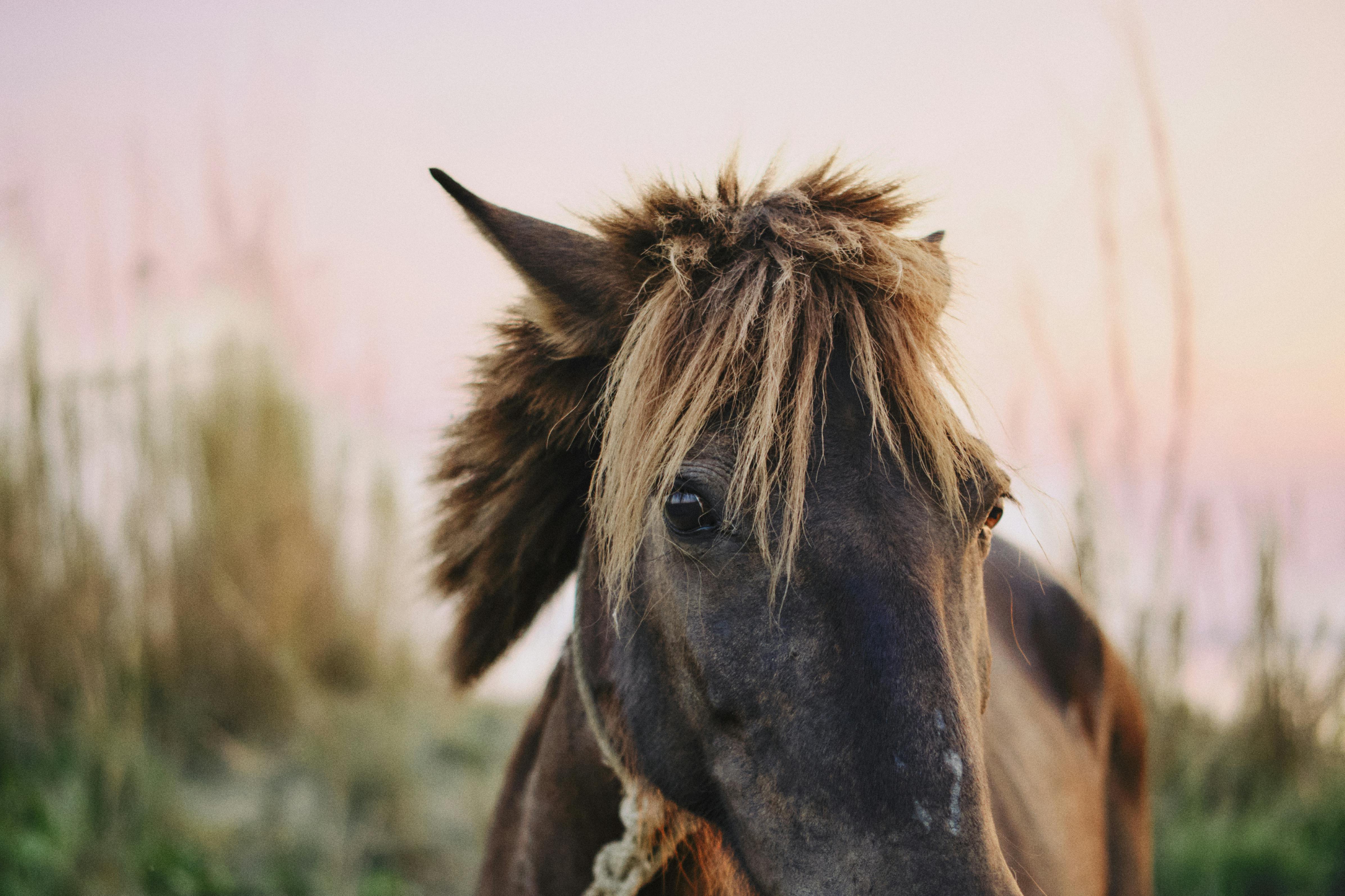 Animal Head Photos, Download The BEST Free Animal Head Stock Photos ...
