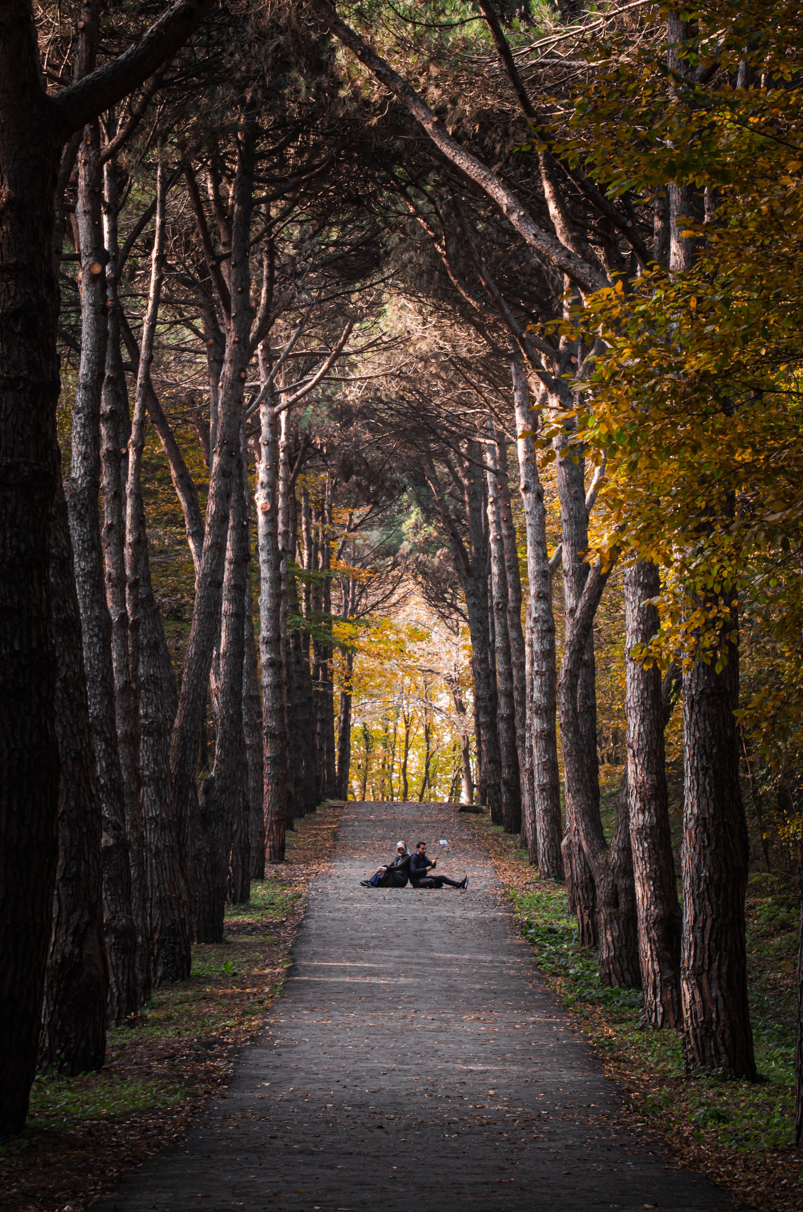 Autumn Walkway Lined with Tall Trees · Free Stock Photo