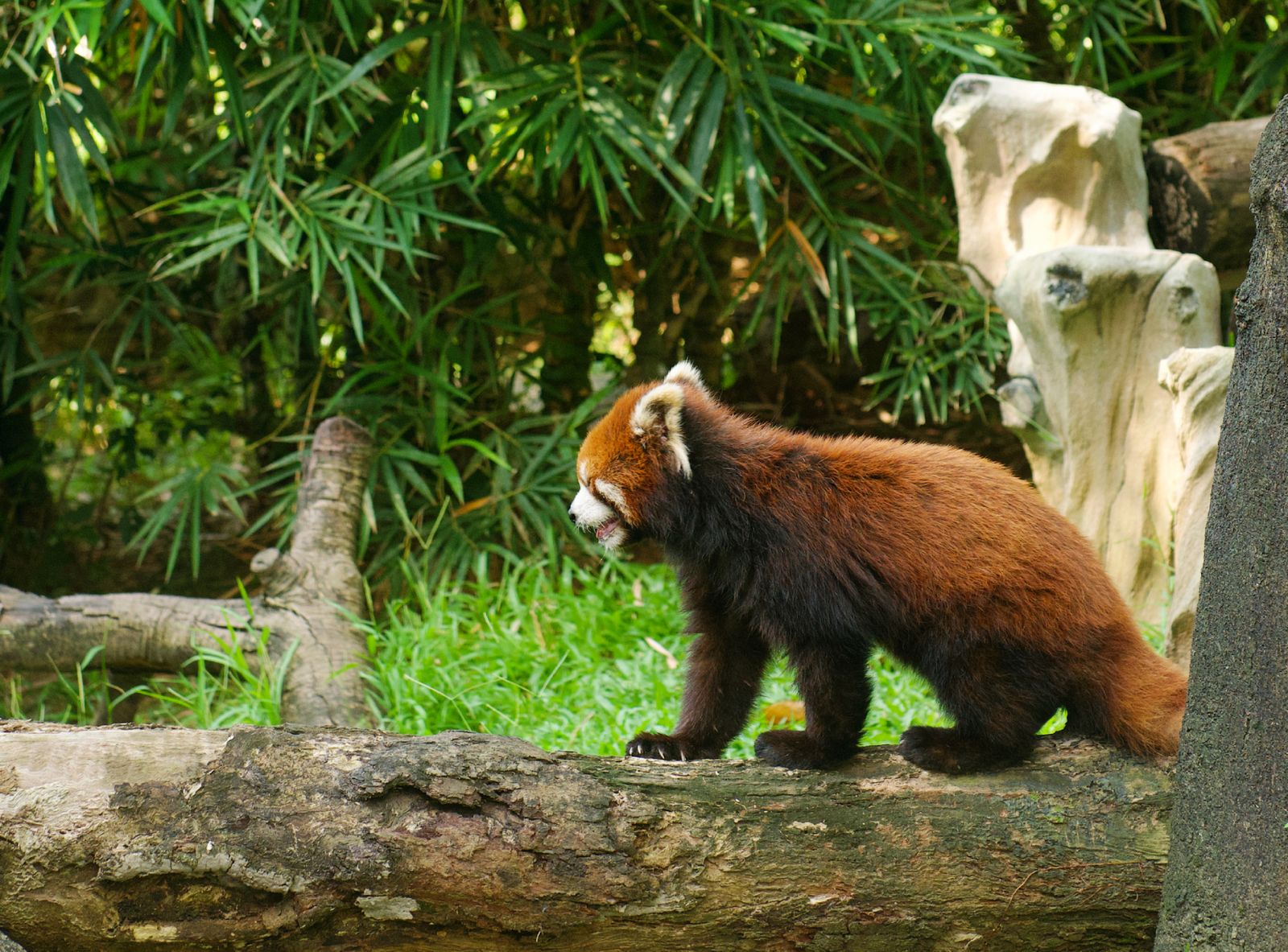 Panda Paws Photos, Download The BEST Free Panda Paws Stock Photos & HD ...