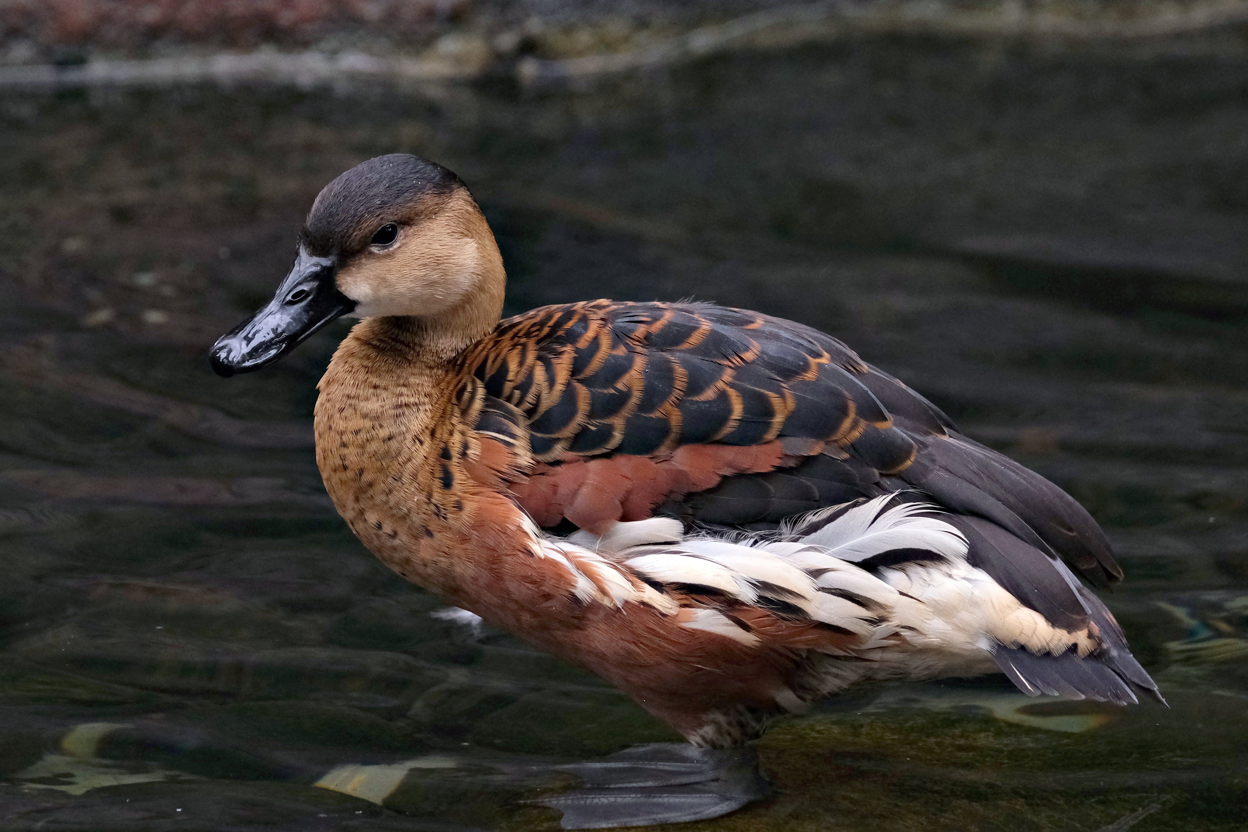 Bird Picher 1920 X 1080 Photos, Download The BEST Free Bird Picher 1920 ...