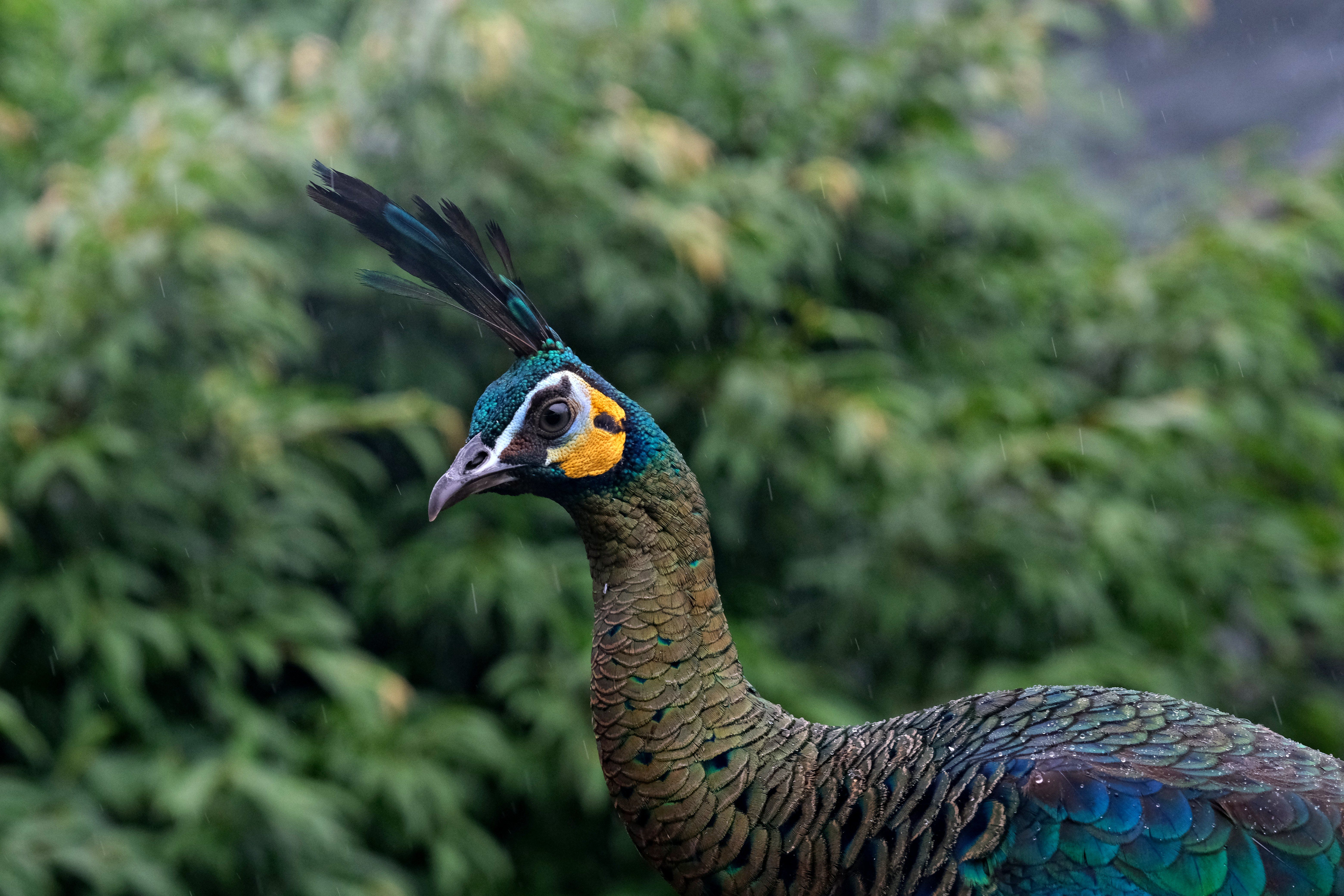 Close-Up of a Vibrant Javan Green Peacock · Free Stock Photo