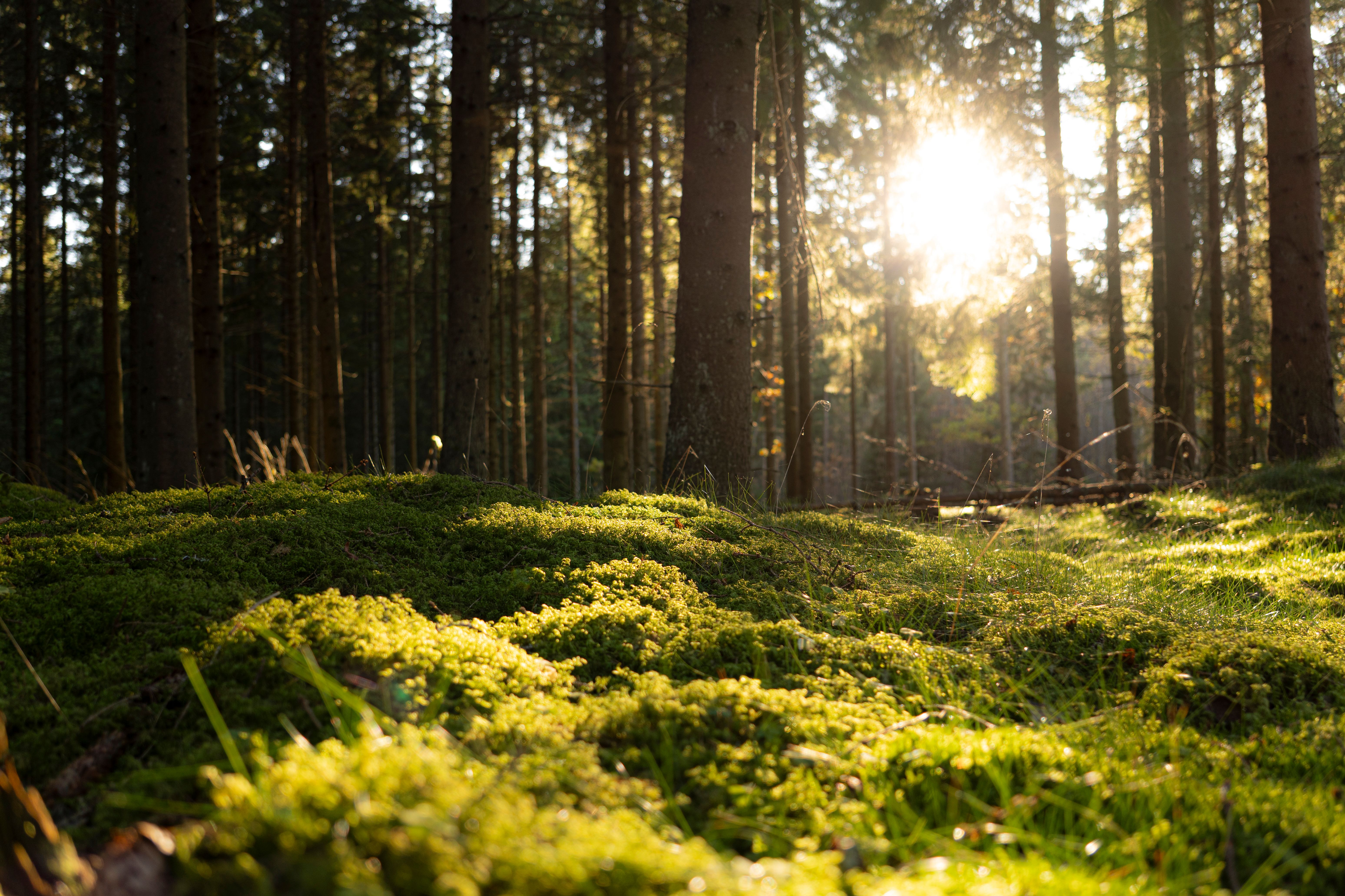 Zoom Backgrounds Forest Photos, Download The BEST Free Zoom Backgrounds ...