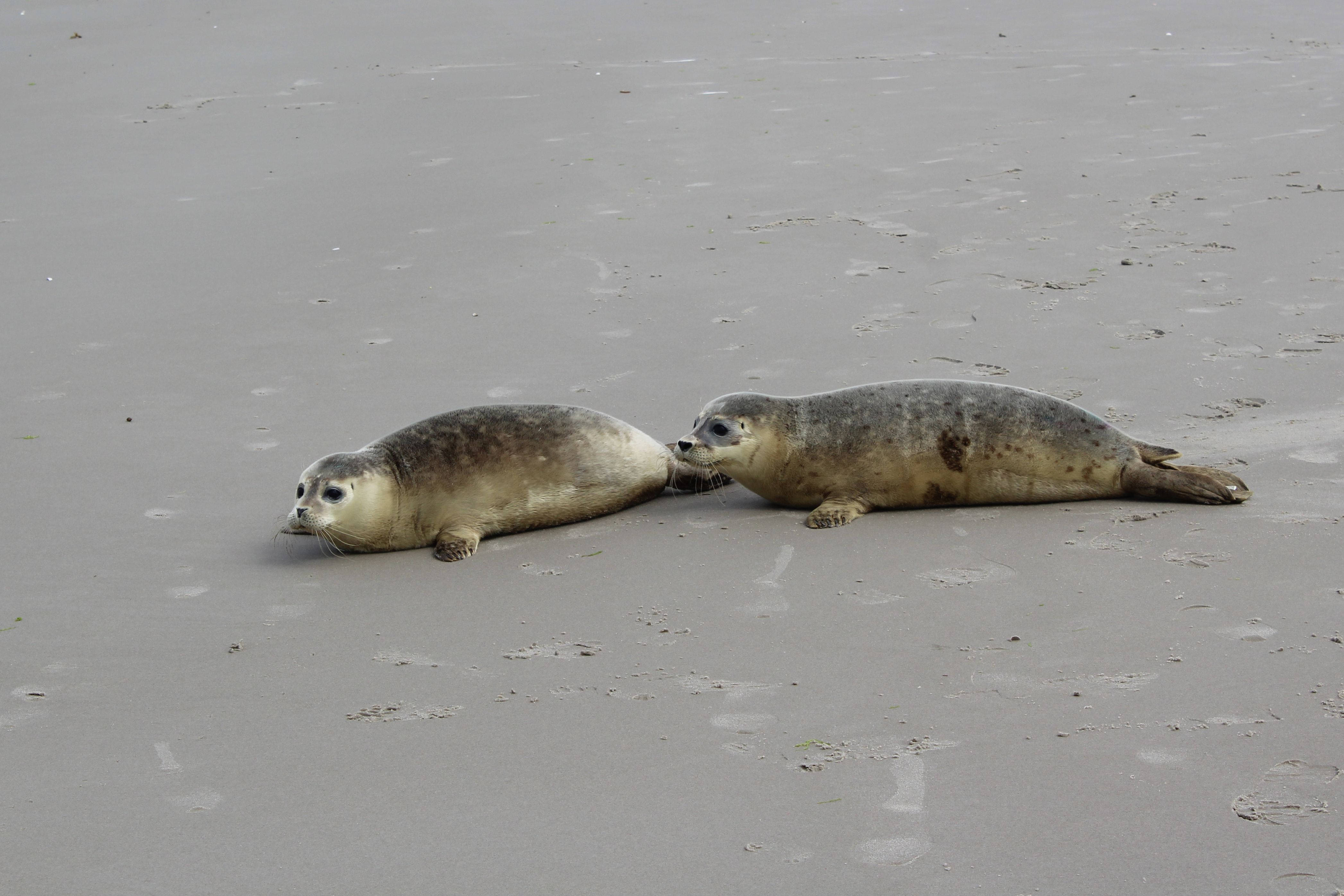 Duo of Harbor Seals Relaxing on Friesland Beach · Free Stock Photo