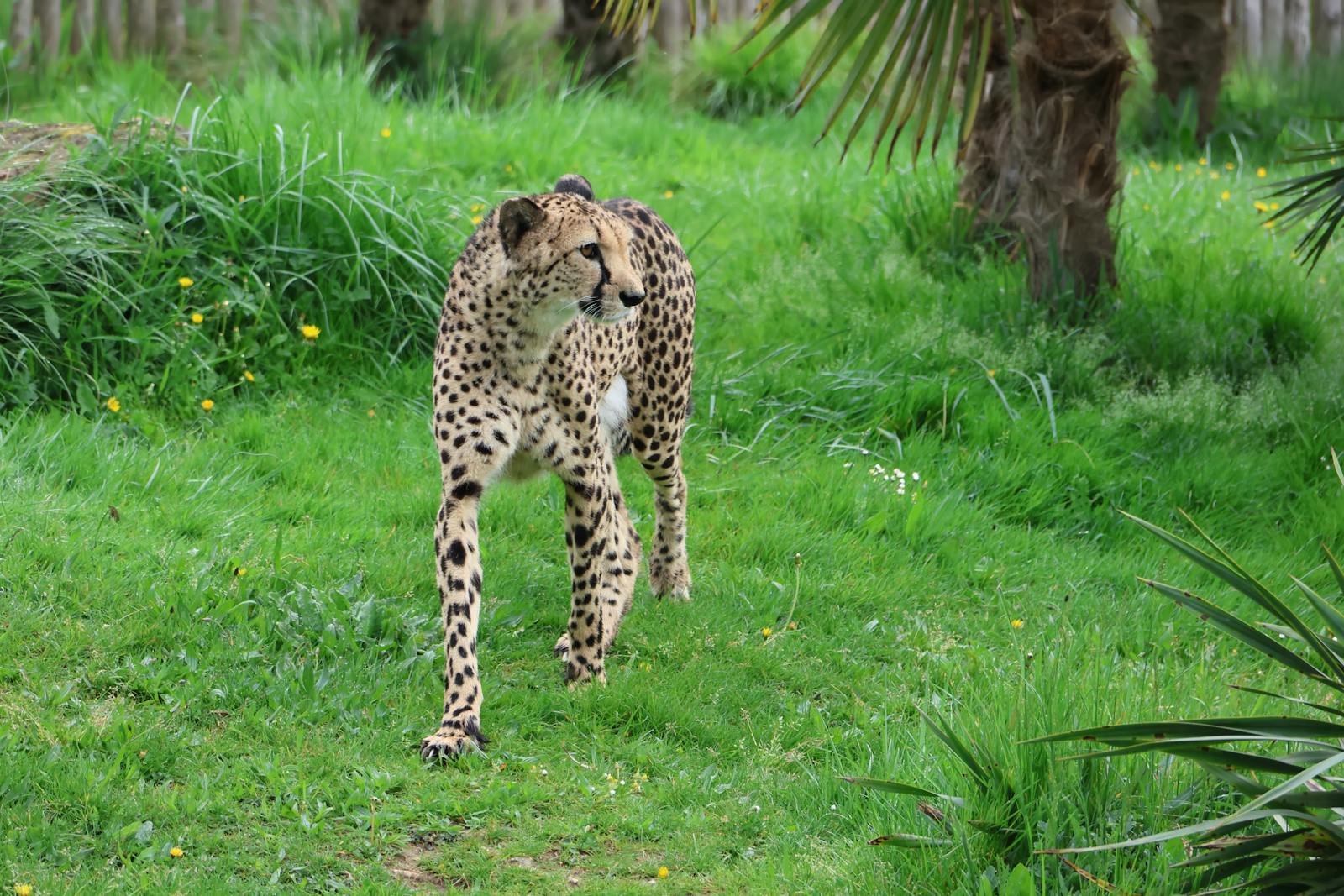 Cheetah Pattern Photos, Download The BEST Free Cheetah Pattern Stock ...