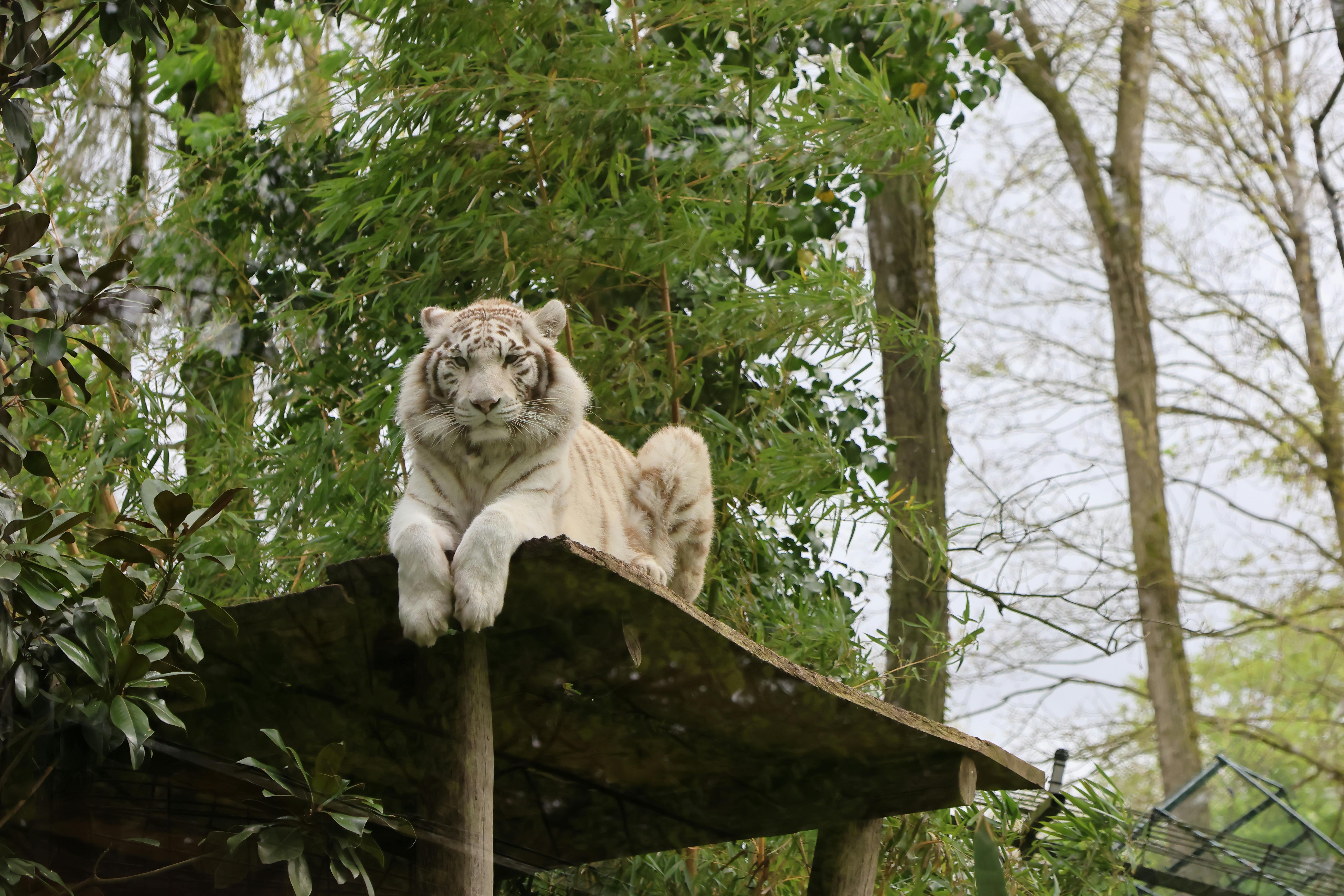 Derpy+Tiger+Png Photos, Download The BEST Free Derpy+Tiger+Png Stock ...