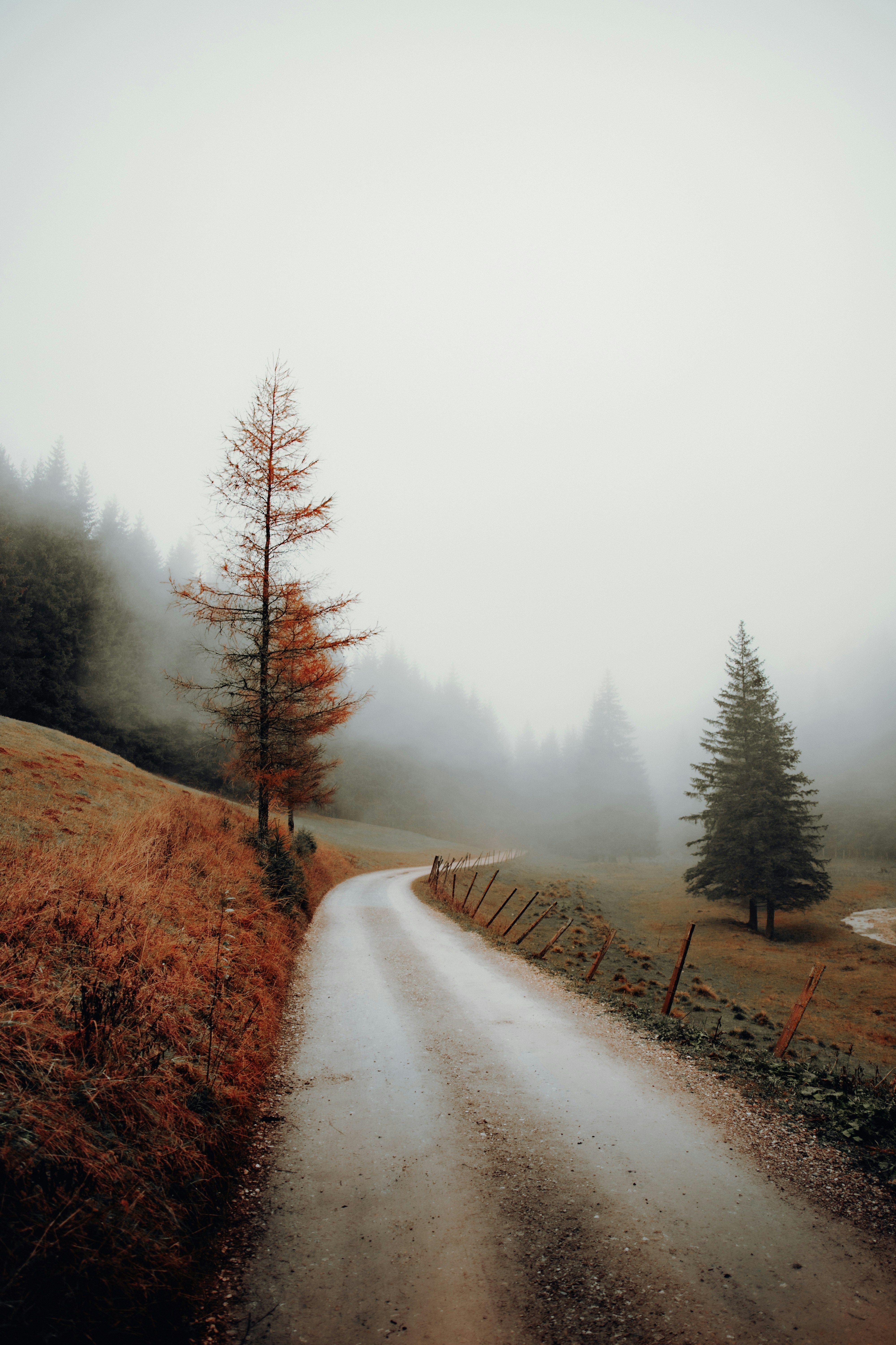 Foggy Path Photos, Download The BEST Free Foggy Path Stock Photos & HD ...