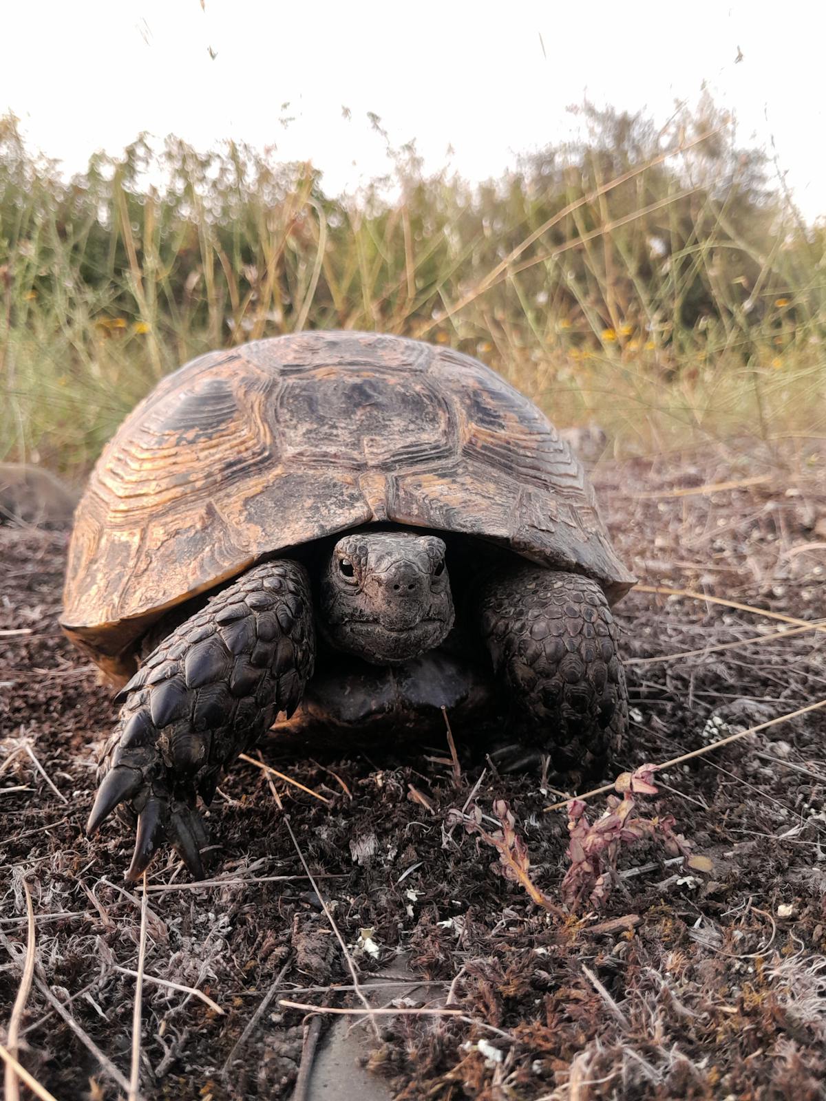 Tortoise Photos, Download The BEST Free Tortoise Stock Photos & HD Images