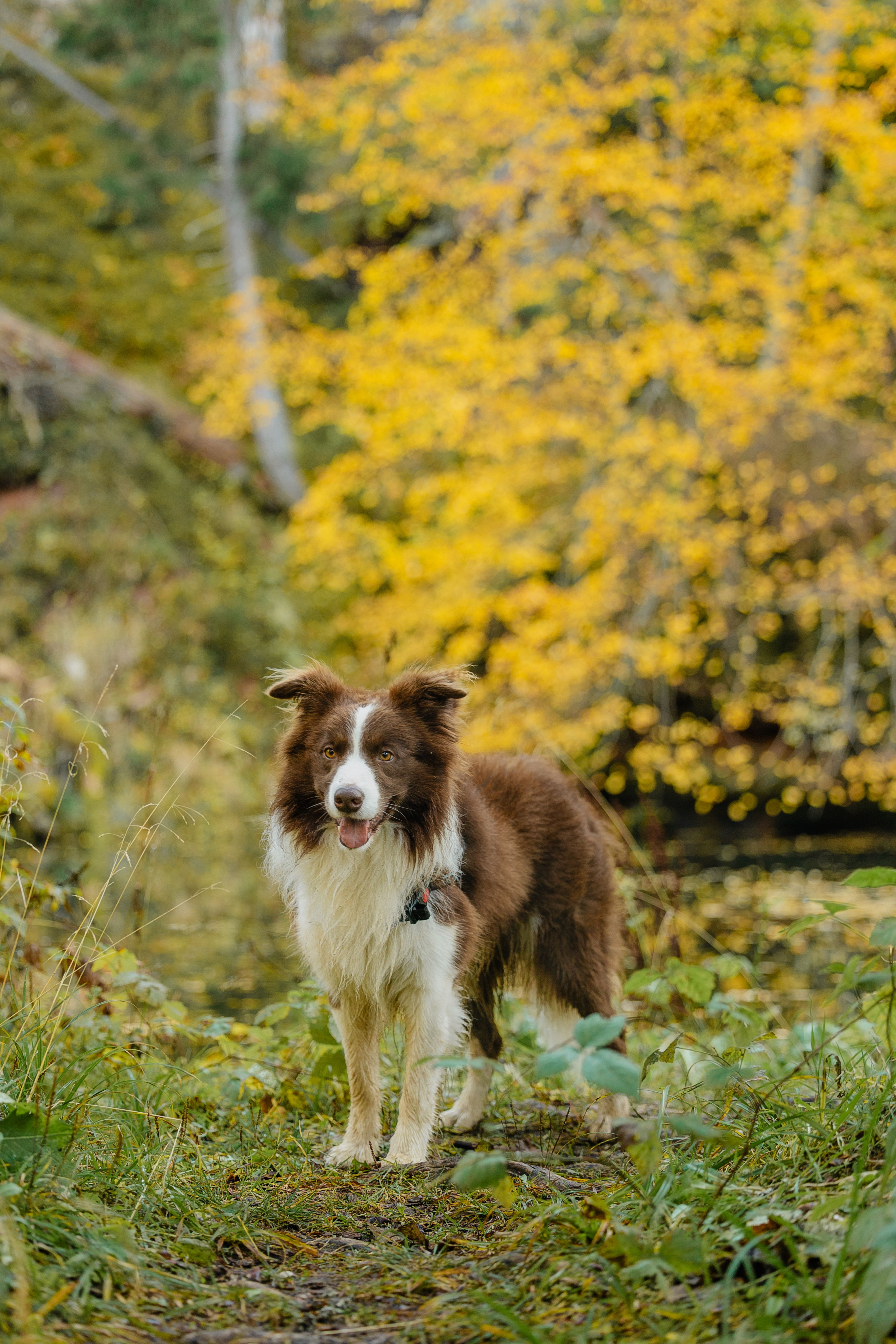 Border Collie in Scenic Autumn Forest Landscape · Free Stock Photo